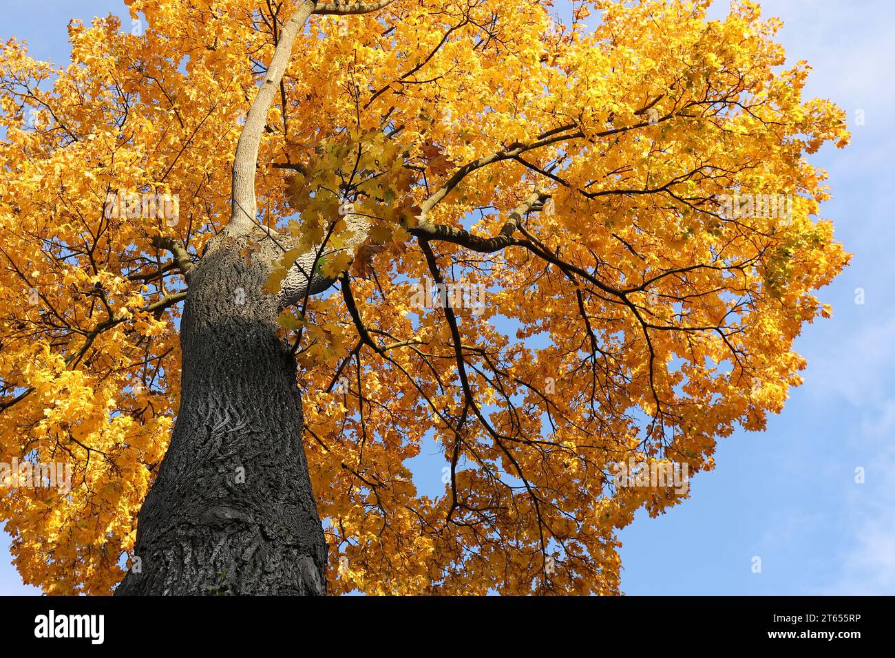 Golden yellow leafy crown hi-res stock photography and images - Alamy
