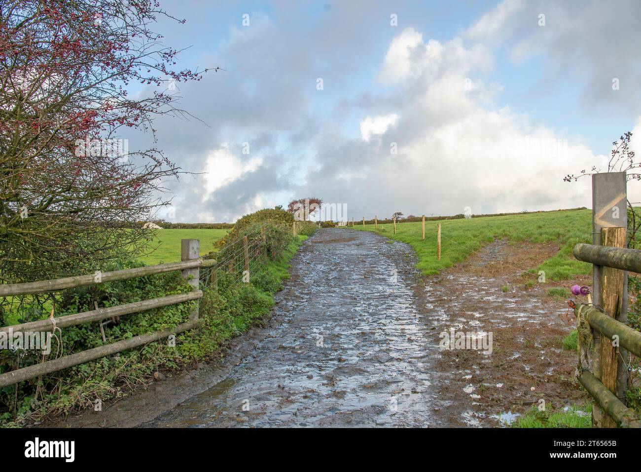 cow track leading from yard Stock Photo - Alamy