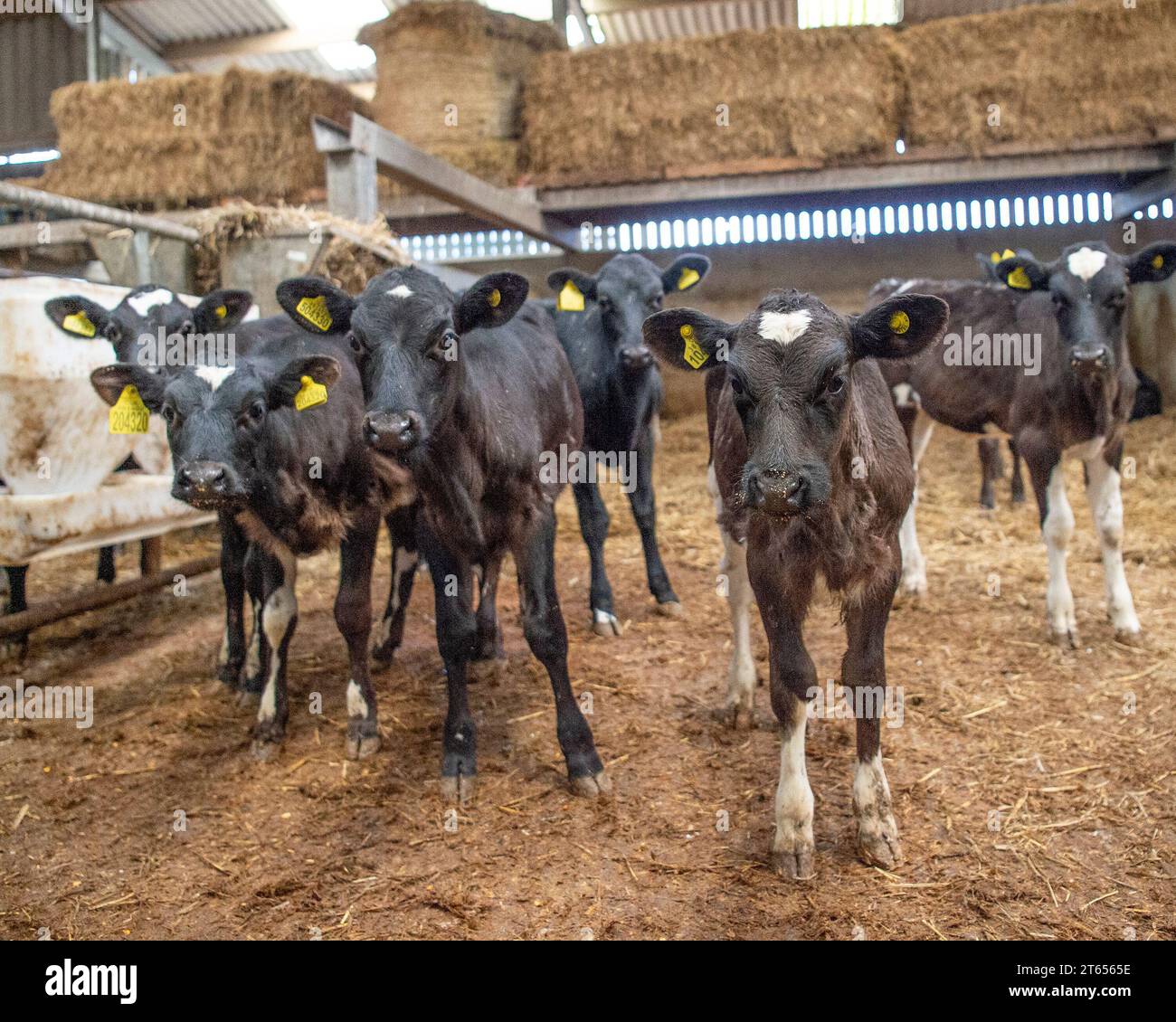 replacement dairy heifers Stock Photo - Alamy