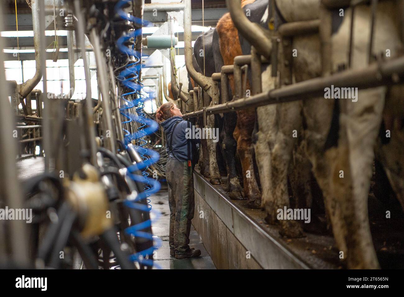 female herdsperson milking cows Stock Photo - Alamy