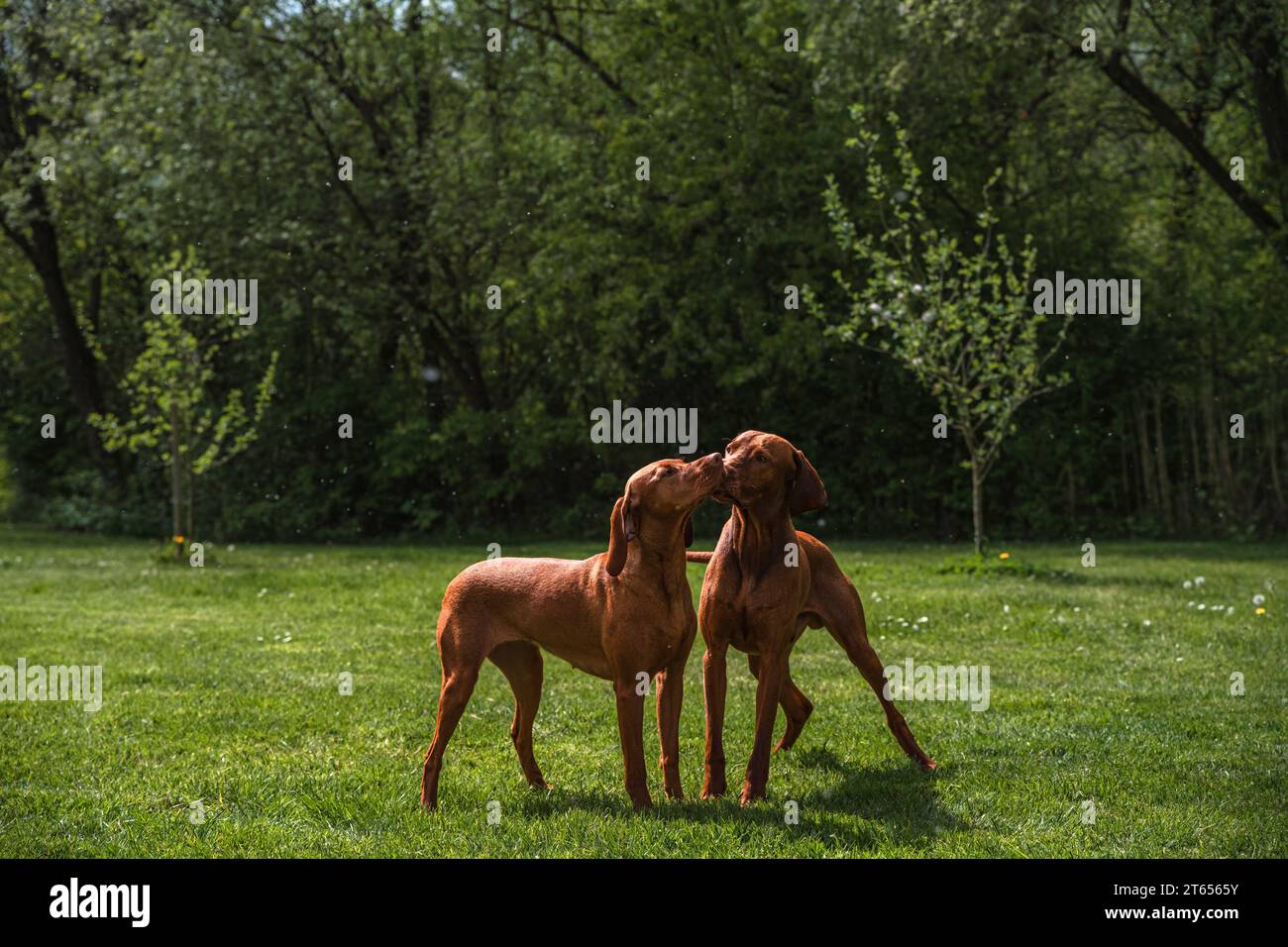 Maygar park hi-res stock photography and images - Alamy