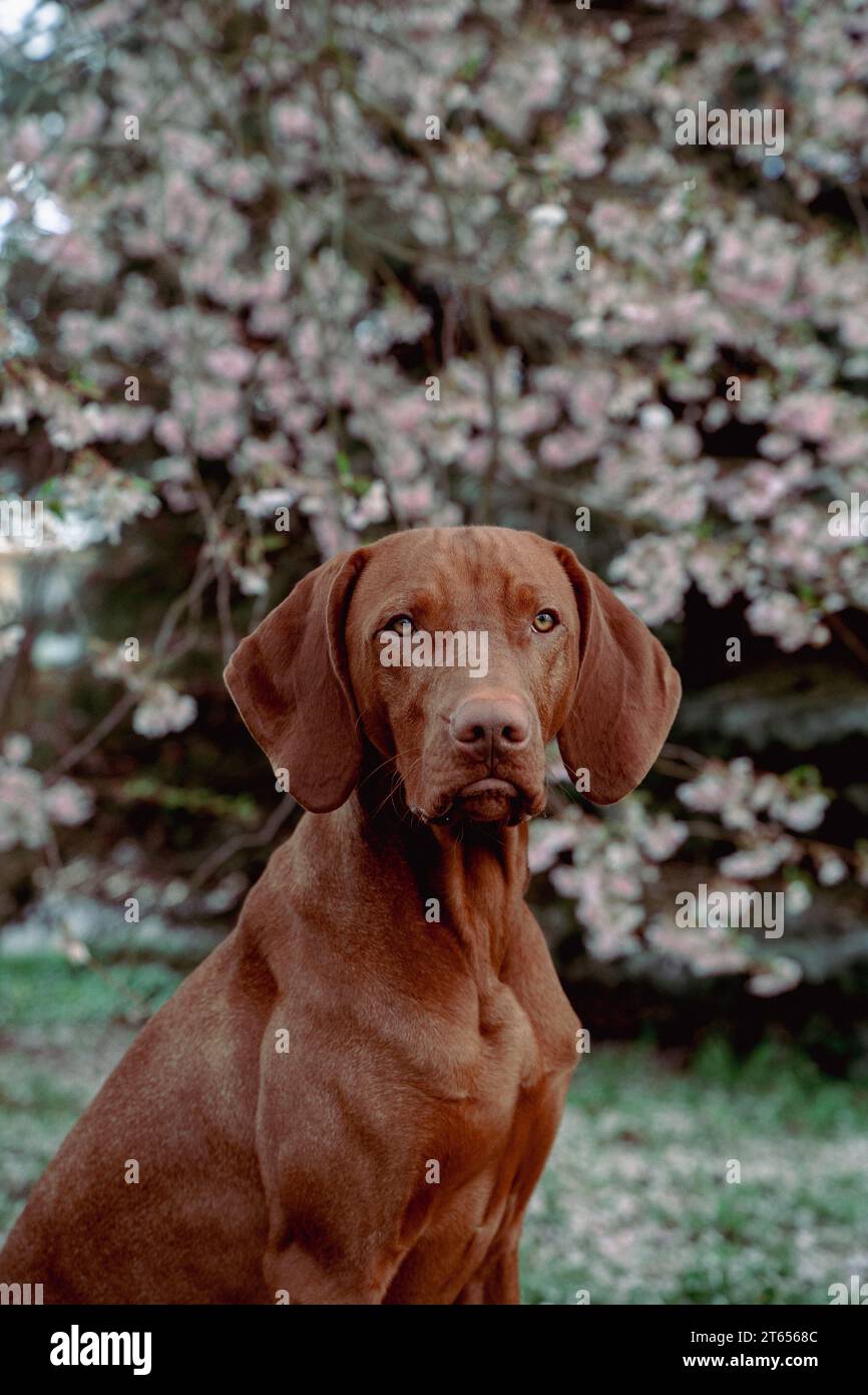 Headshot portrait of a goofy looking young magyar vizsla dog Stock ...
