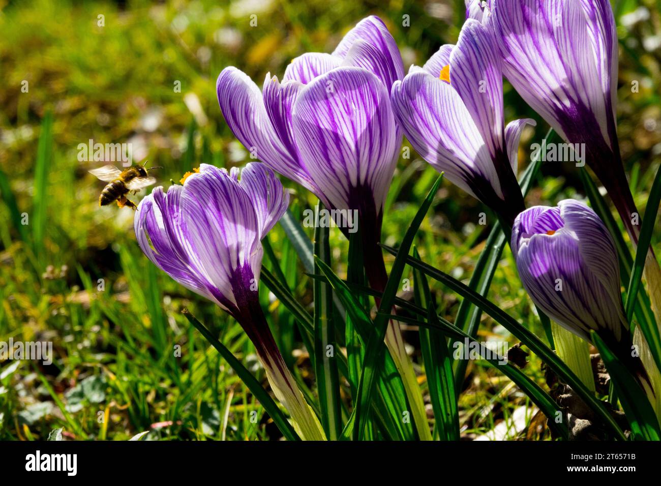 Dutch Crocuses in Garden Lawn Stock Photo - Alamy