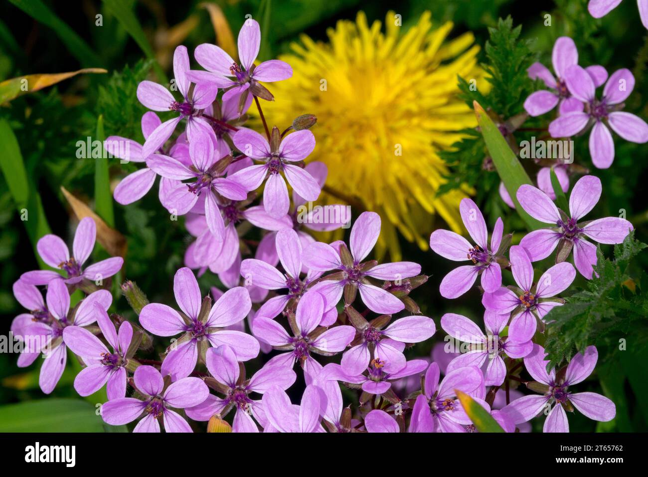 Small purple plants hi-res stock photography and images - Alamy