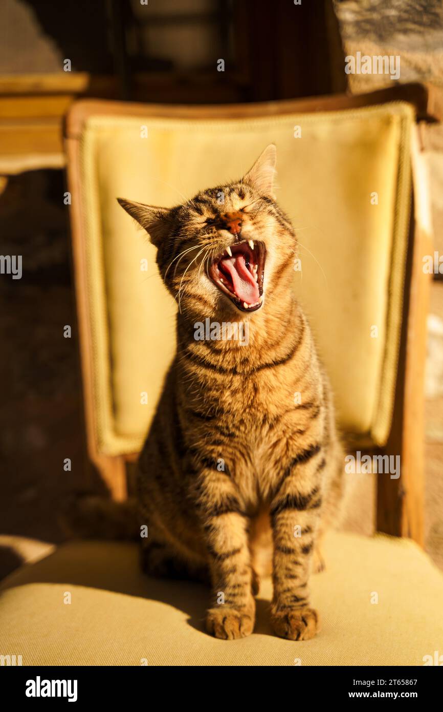 Homeless animal seek shelter. Surviving cat sitting on chair. Stray ...