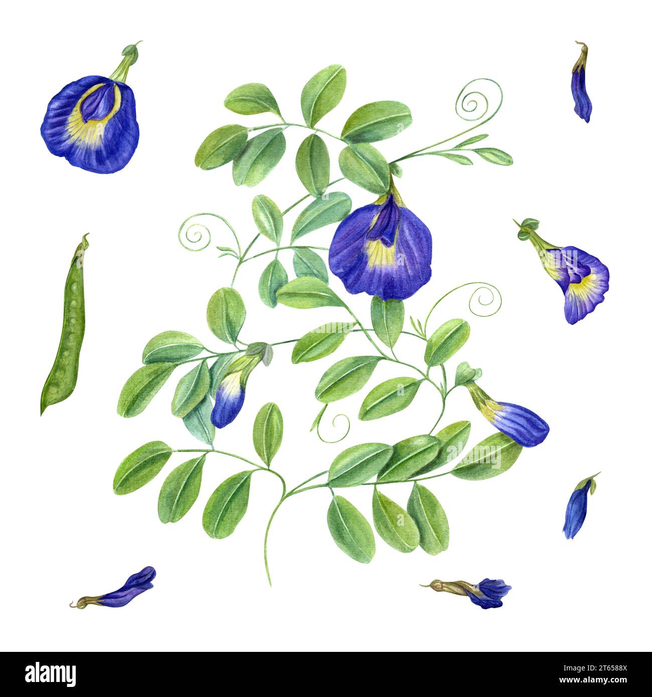 Climbing blue clitoria ternatea in full bloom. Green leaves, flowers ...