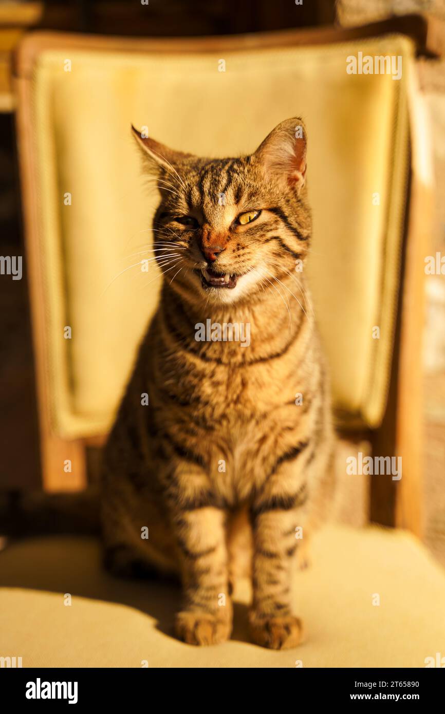 Homeless animal seek shelter. Surviving cat sitting on chair. Stray ...