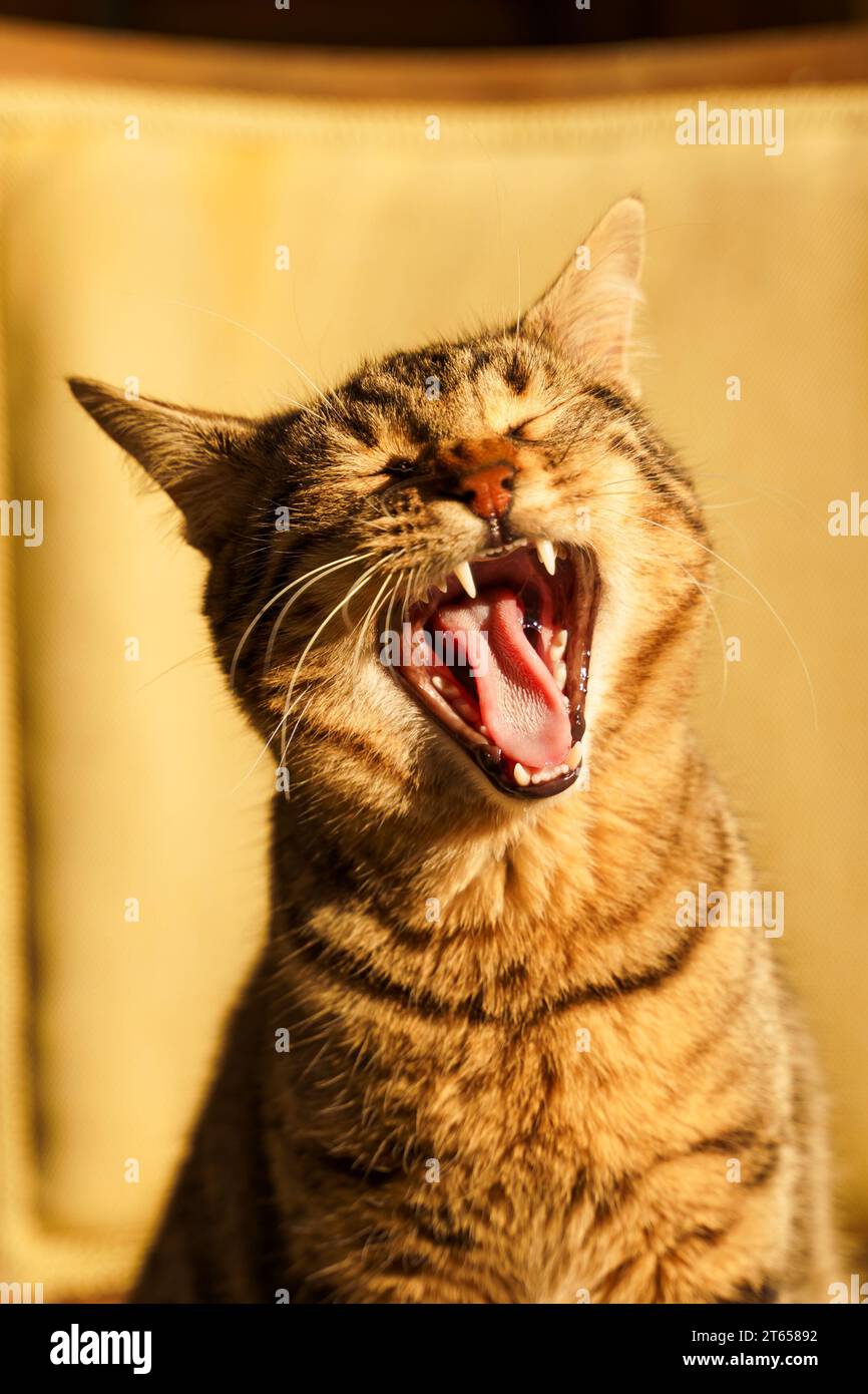 Homeless animal seek shelter. Surviving cat sitting on chair. Stray ...