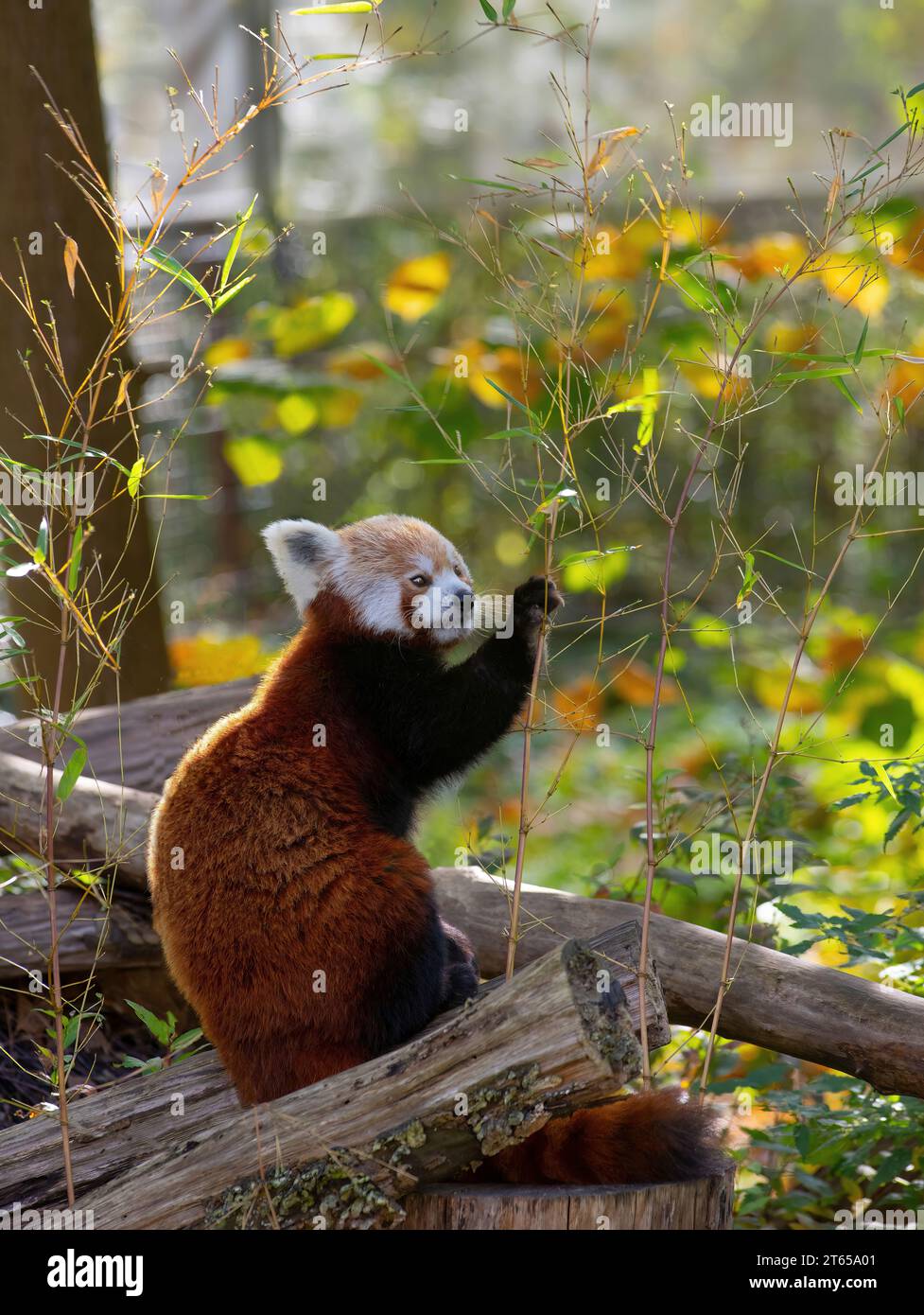 Red panda eating willow twigs in the wild Stock Photo - Alamy