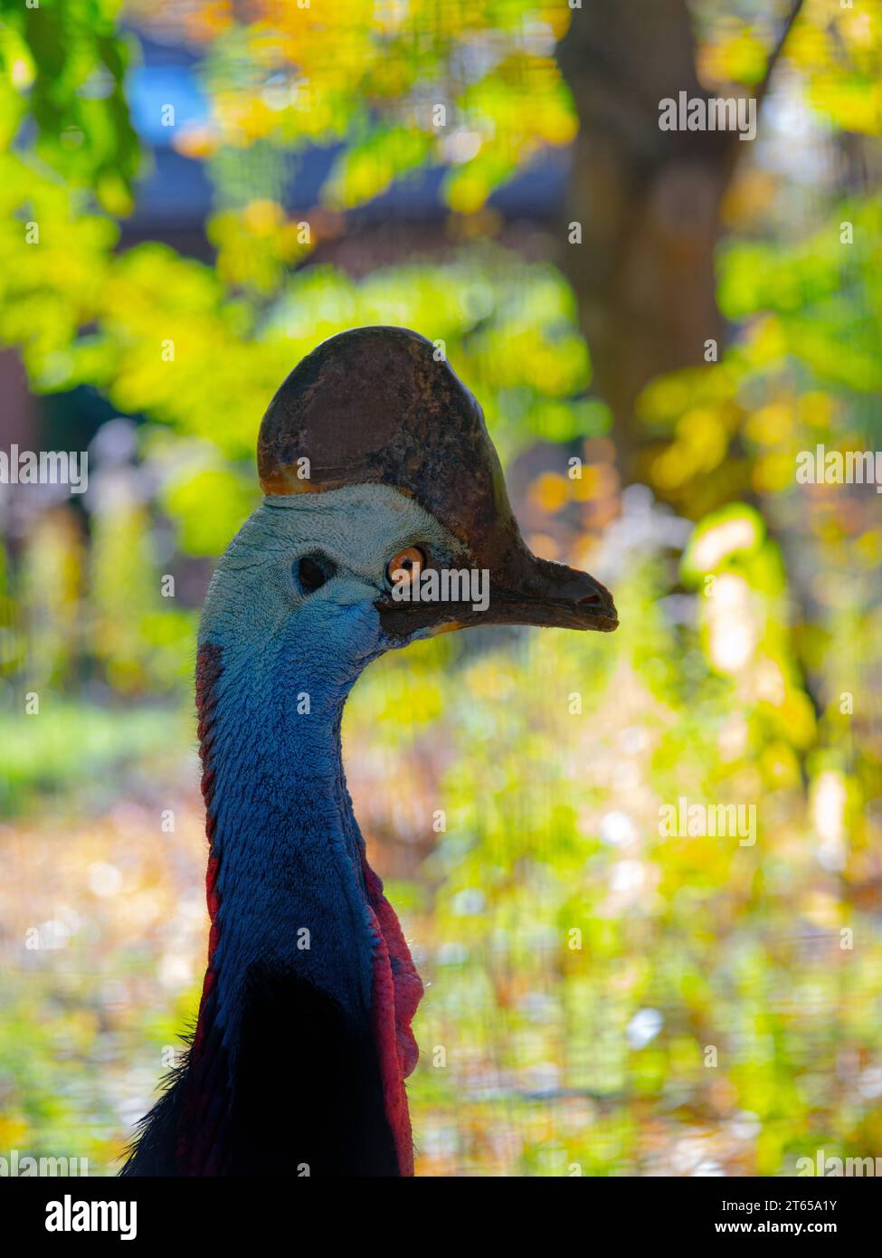 Cassowary eye hi-res stock photography and images - Alamy