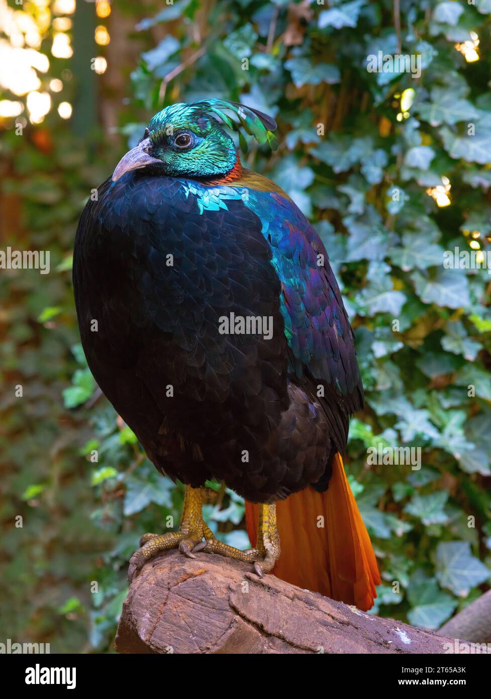 Wildlife bird. Himalayan monal (Lophophorus impejanus), also known as ...