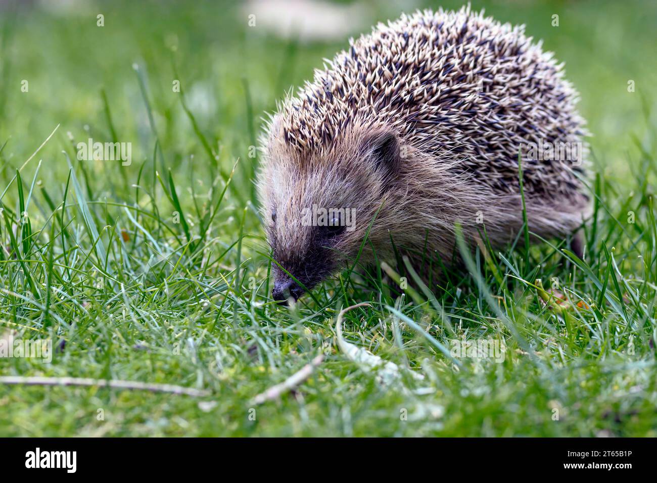 Western European Hedgehog (Erinaceus europaeus) from Hidra, south ...