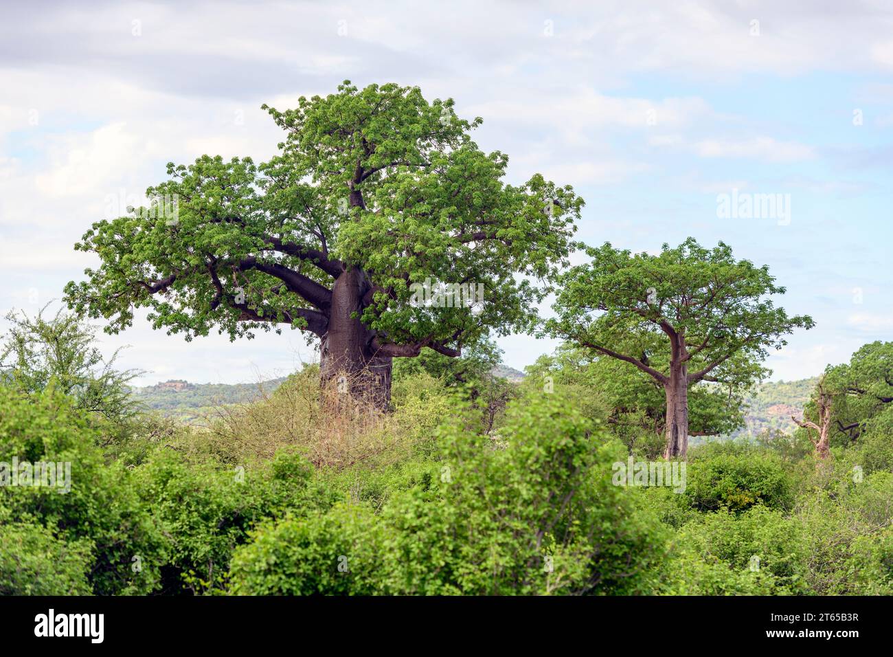 Baobab trees adansonia digitata hi-res stock photography and images - Alamy
