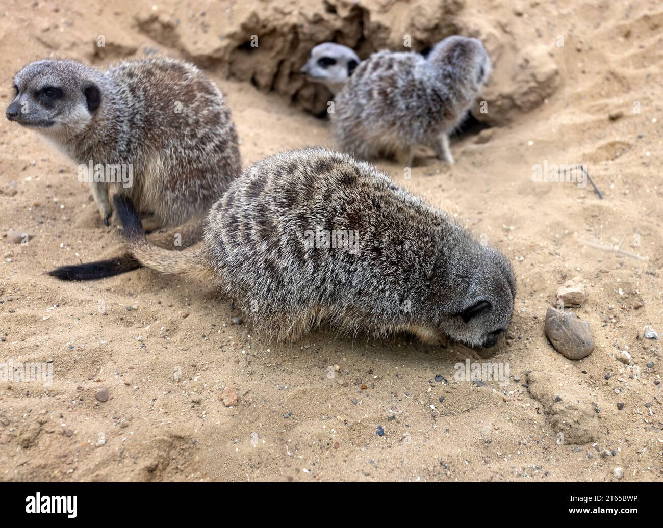 Gophers in wildlife among the grass near the holes. Gopher sits near a ...