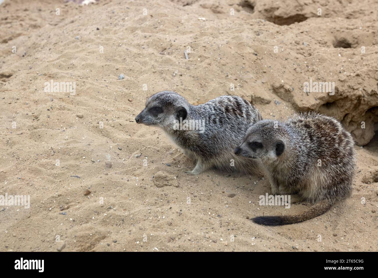 Gophers in wildlife among the grass near the holes. Gopher sits near a ...