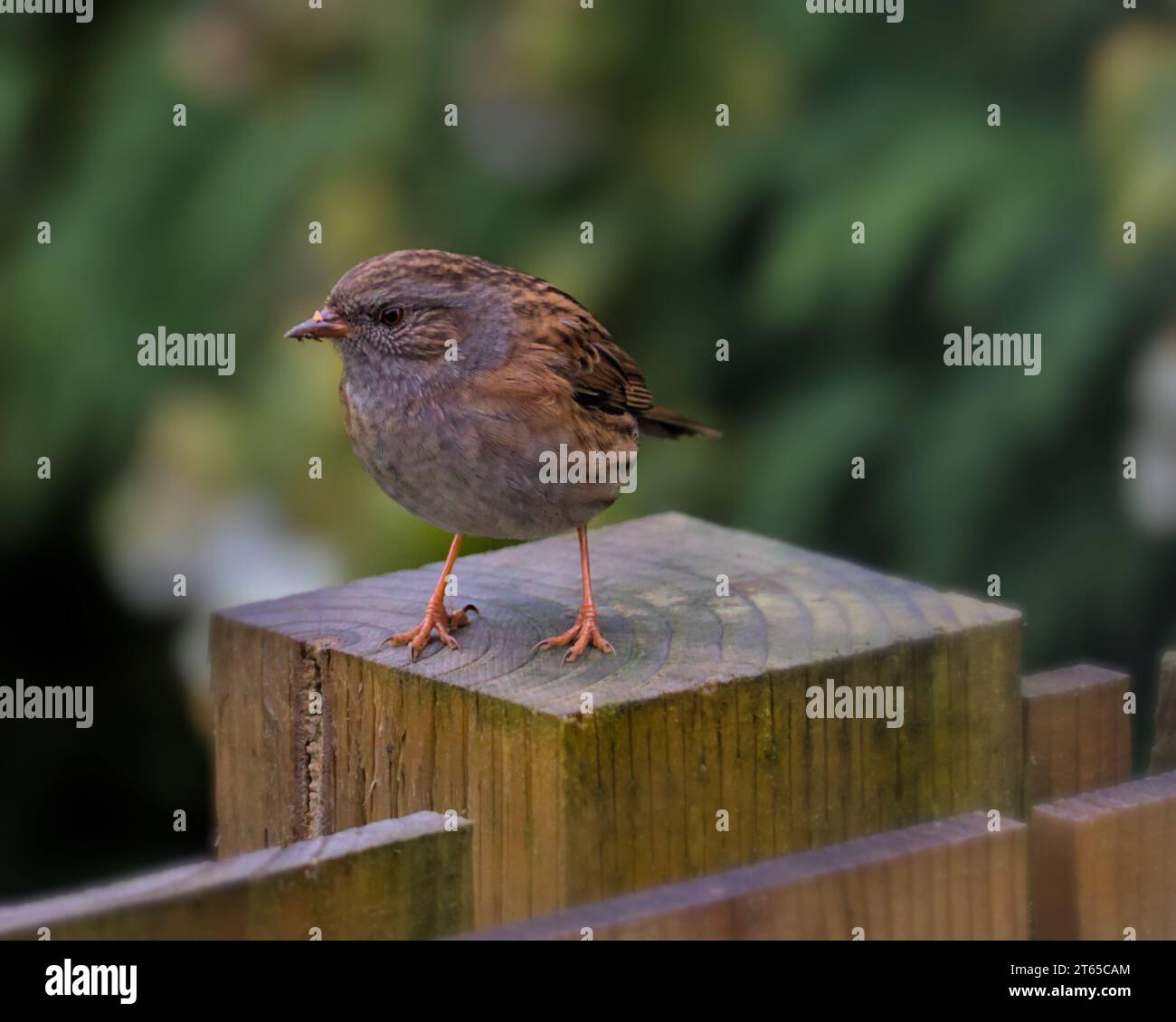 Rustic fence post sitting hi-res stock photography and images - Alamy
