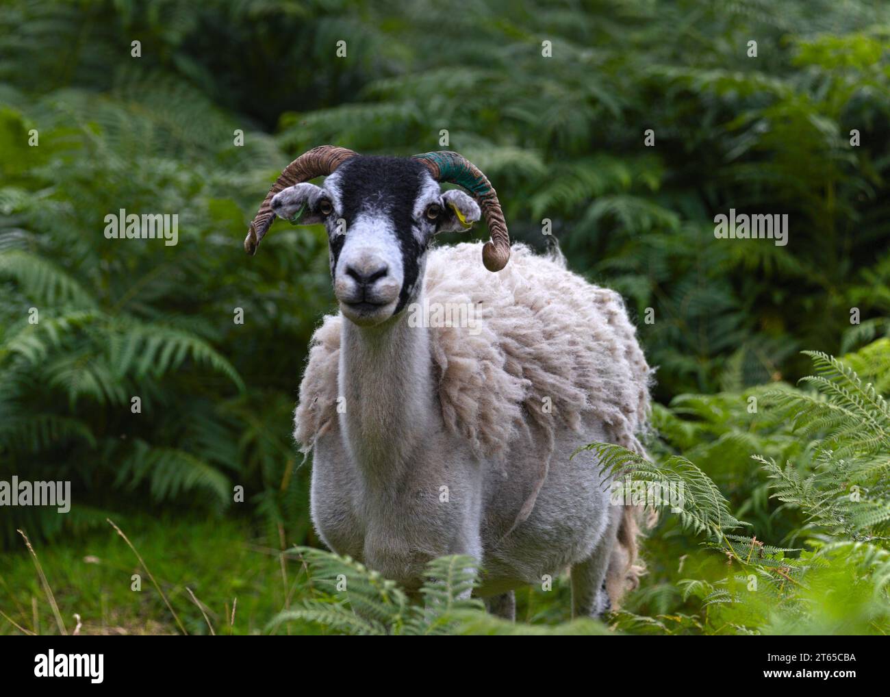 A Raggedy Peak District Sheep Seen Wandering Through The Ferns Of The ...