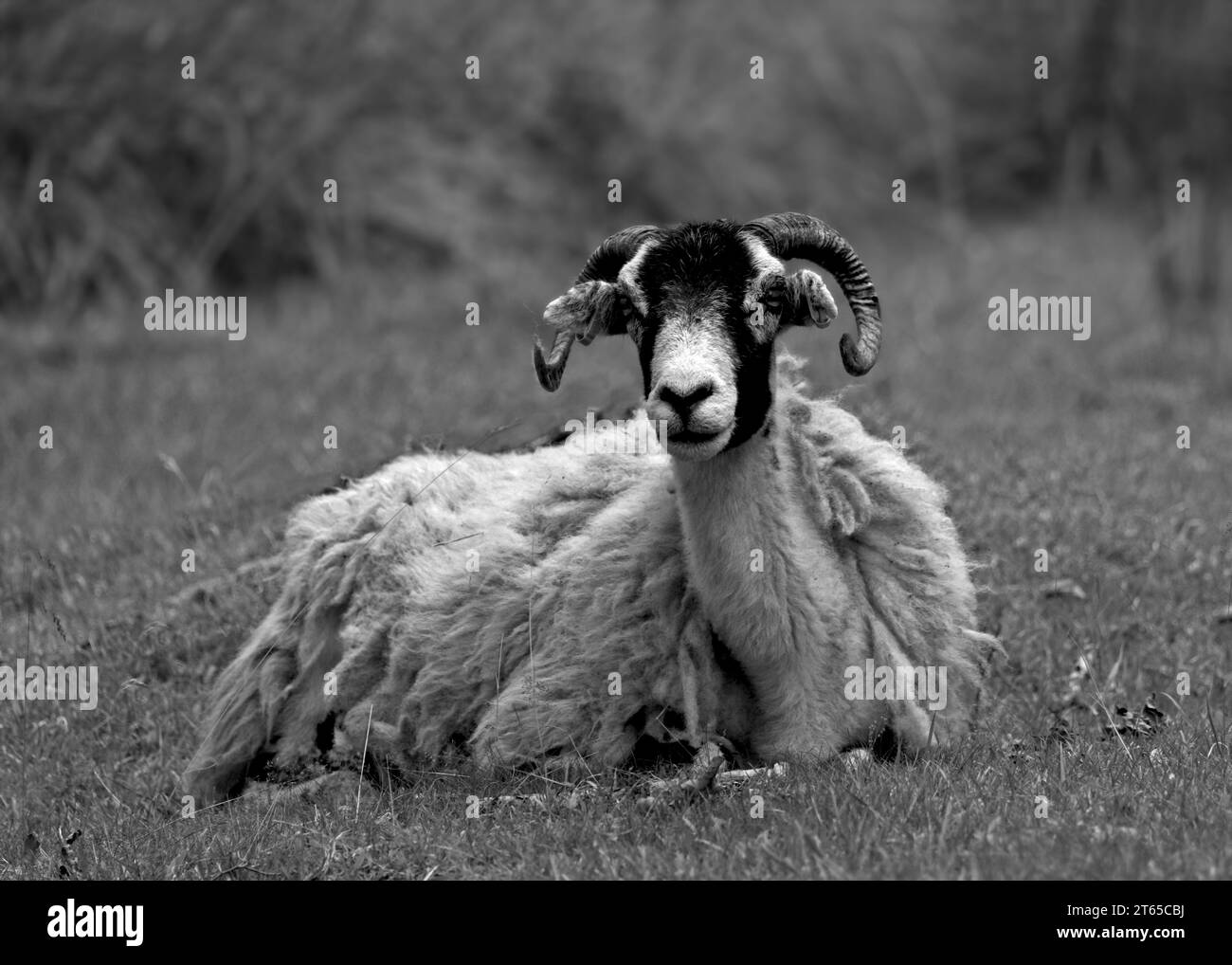 A Raggedy Peak District Sheep resting on the grass at the Longshaw ...