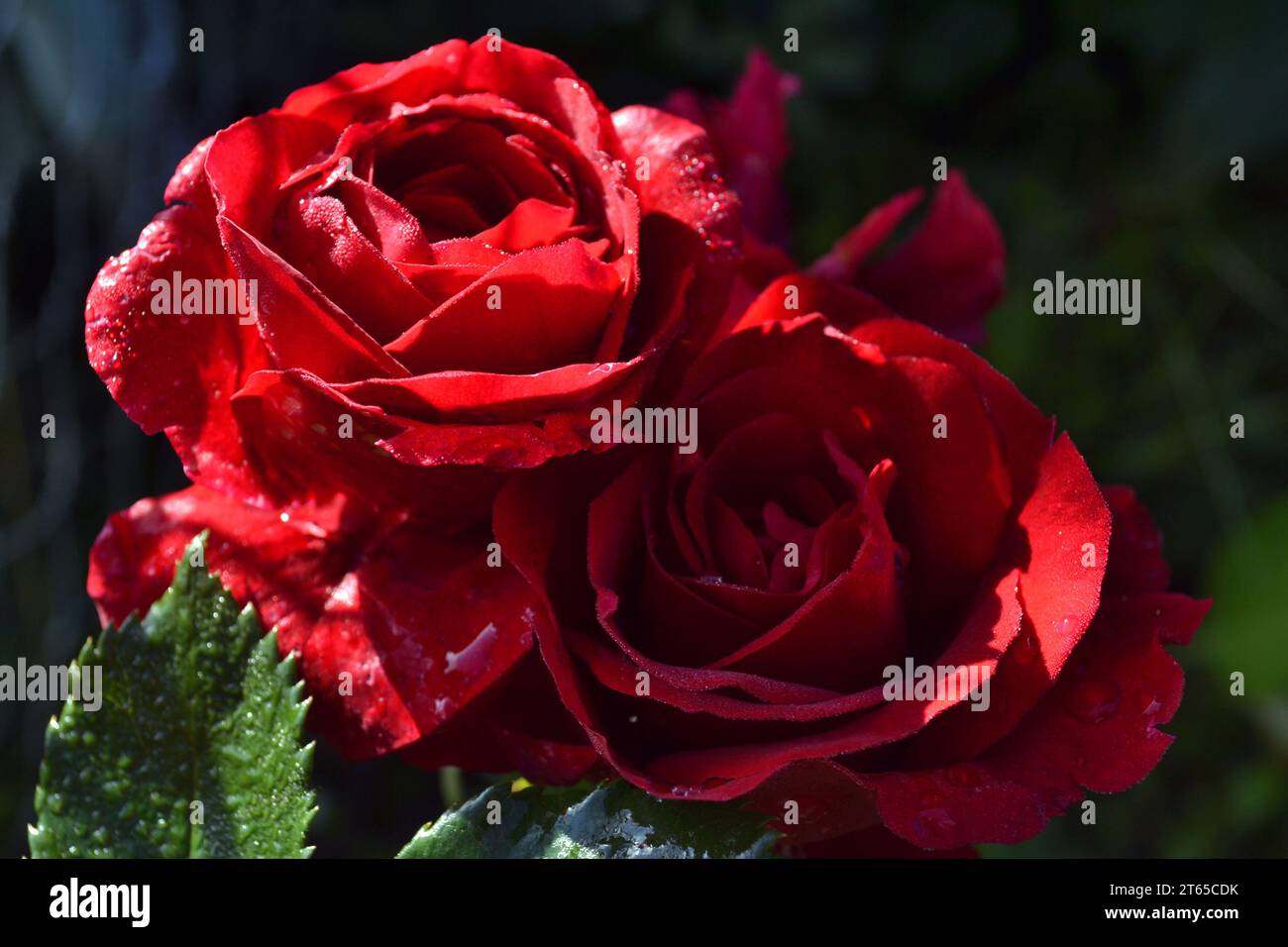 Red wet rose with morning dew on the dark background Stock Photo - Alamy
