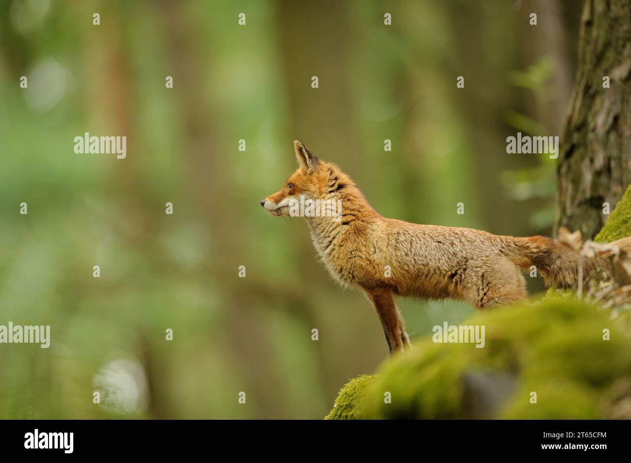 Red fox profile from side in the forest. Vulpes vulpes Stock Photo - Alamy
