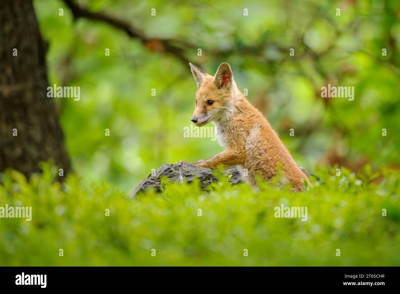 A young fox hatchling from a tall blueberry tree, standing on a lonely ...