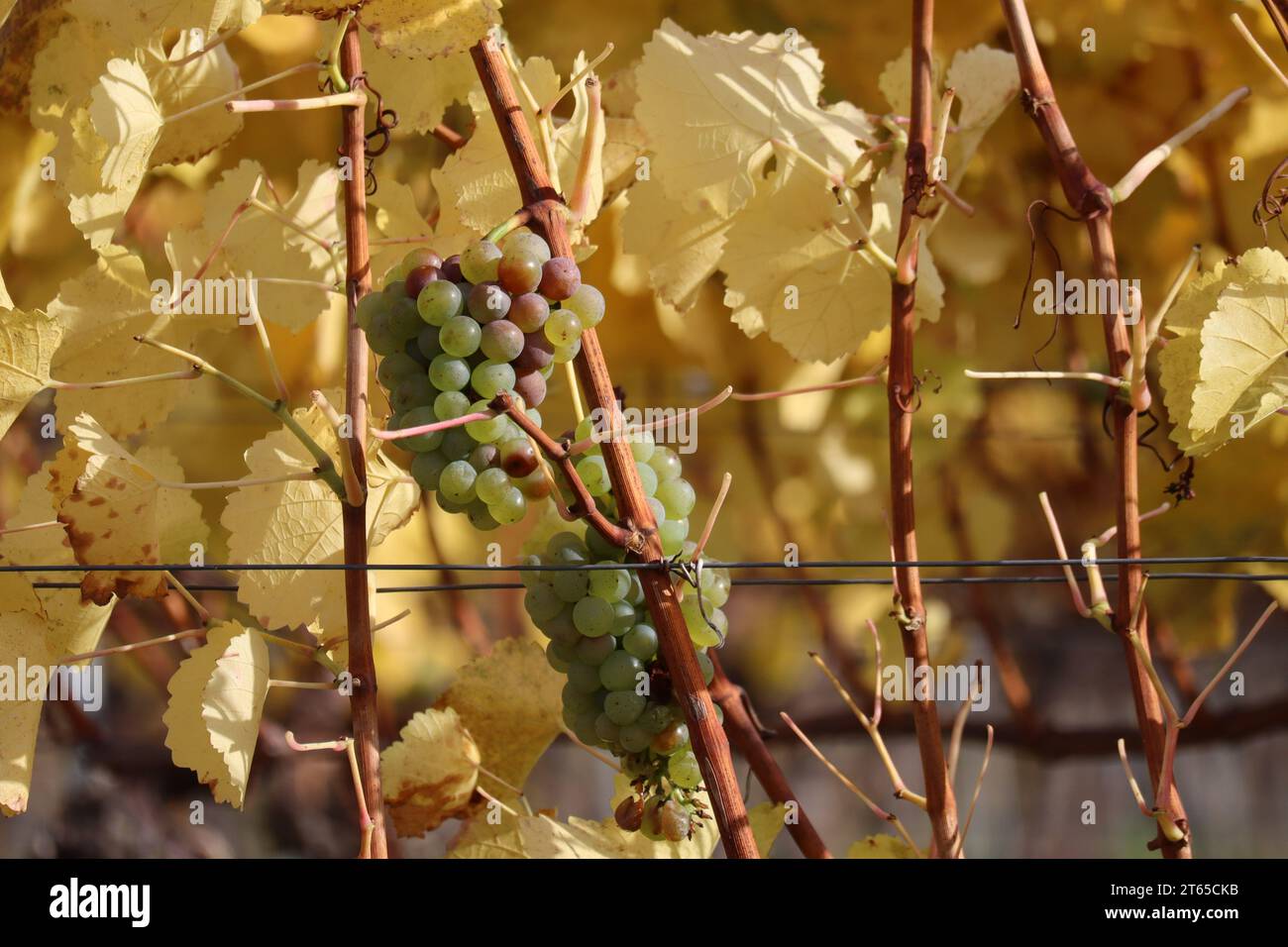 Fully ripened hi-res stock photography and images - Alamy