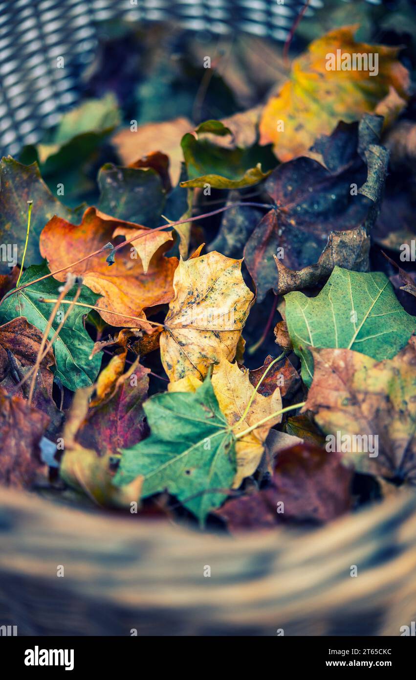 Still life leaves hi-res stock photography and images - Alamy