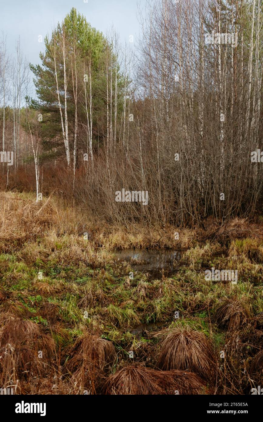 Late autumn, a bleak landscape. A swampy lowland and a field with dried ...