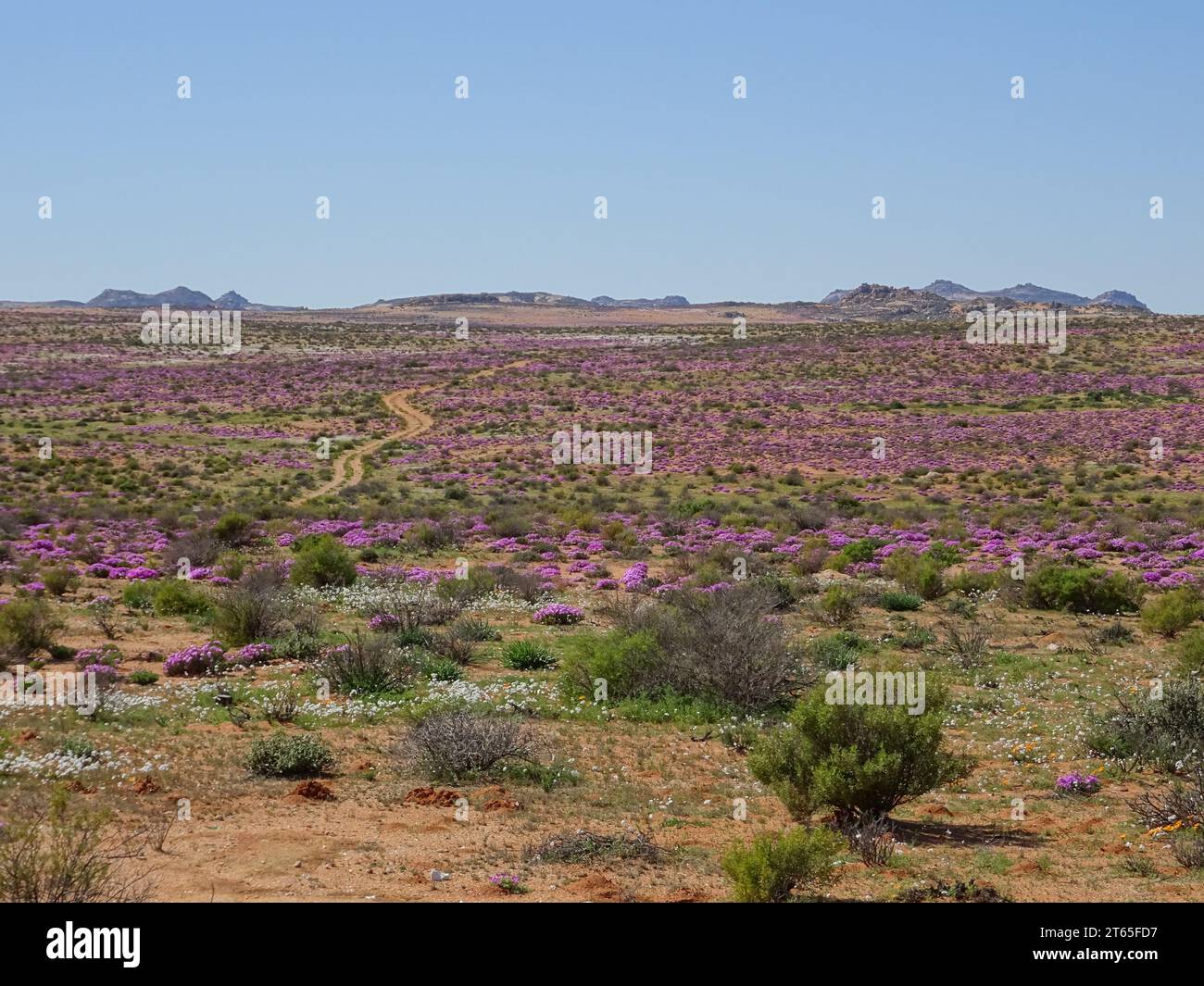 Fields of blossoming wildflowers in Namaqualand, Northern Cape Province ...