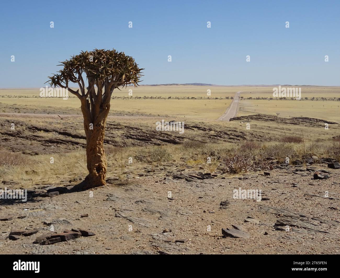 Tree kalahari hi-res stock photography and images - Alamy