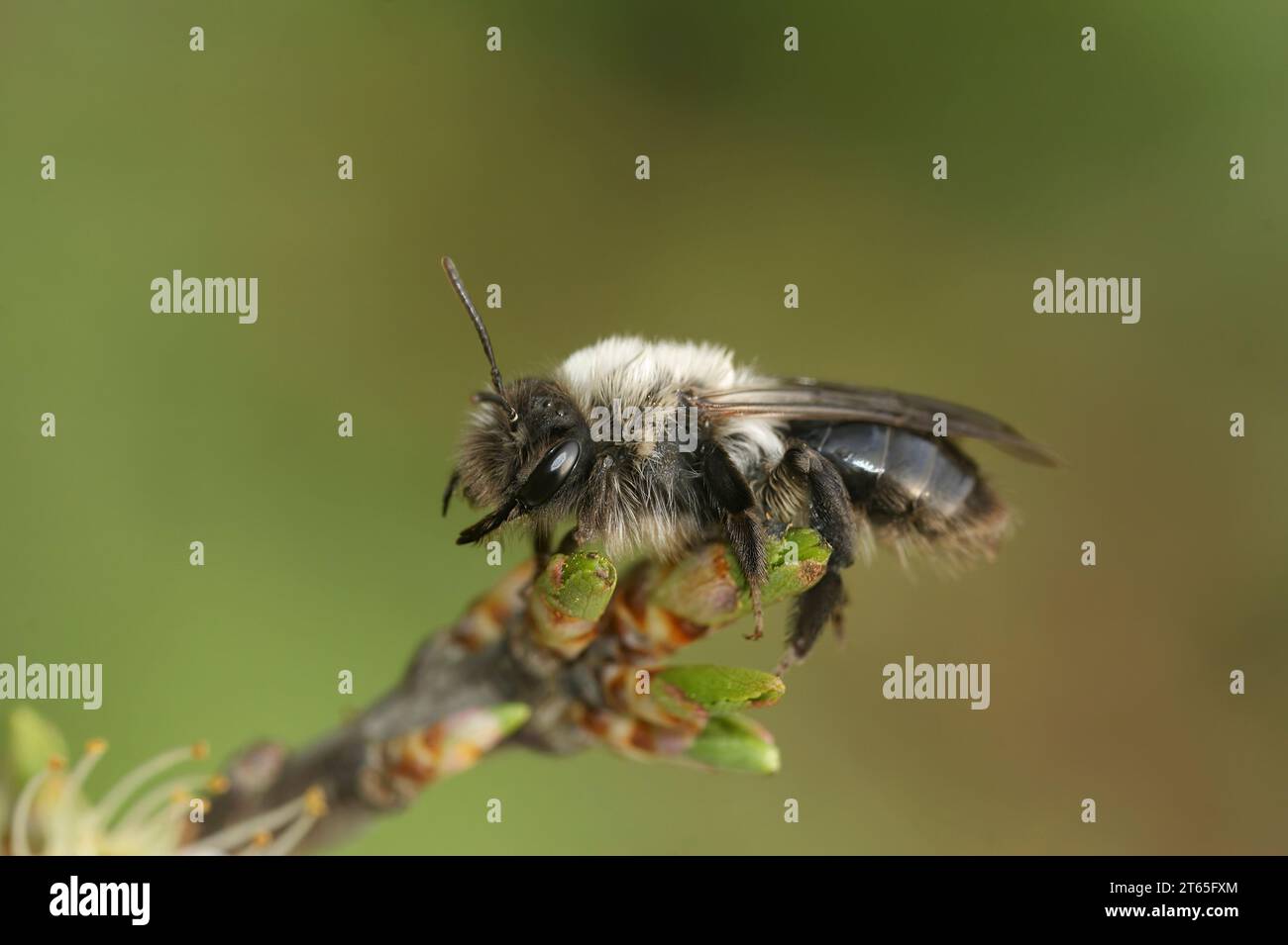 Natural vertical closeup on a female Grey-backed mining bee, Andrena ...