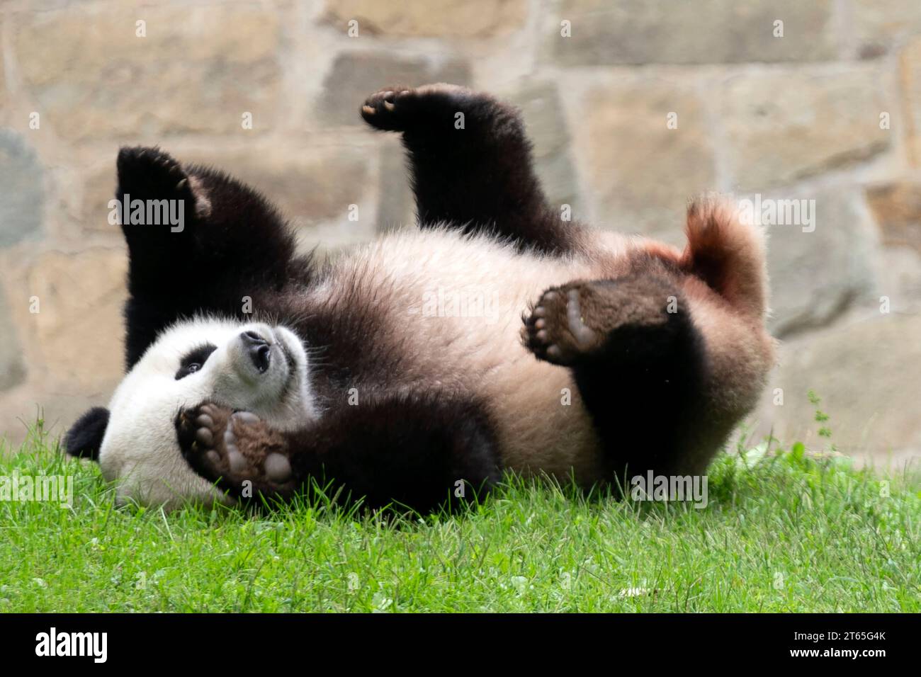 FILE - Giant panda Xiao Qi Ji plays at his enclosure at the Smithsonian ...