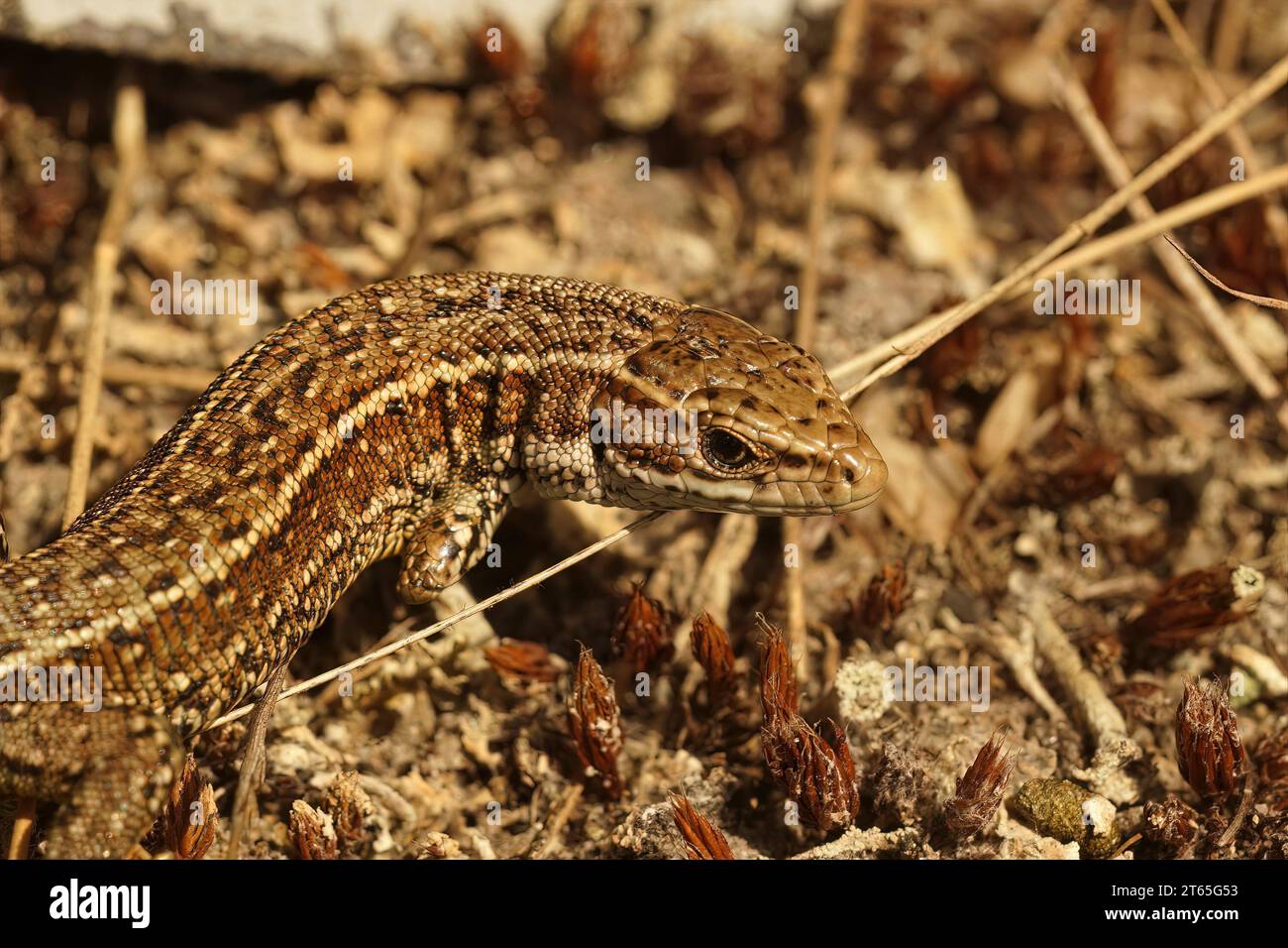 Natural closeup on the head of a European live-bearing lizard, Zootoca ...