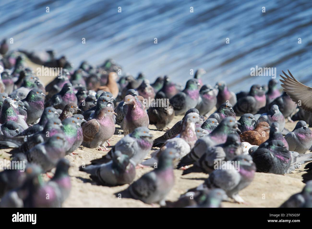 many pigeons sitting on the background of water Stock Photo - Alamy