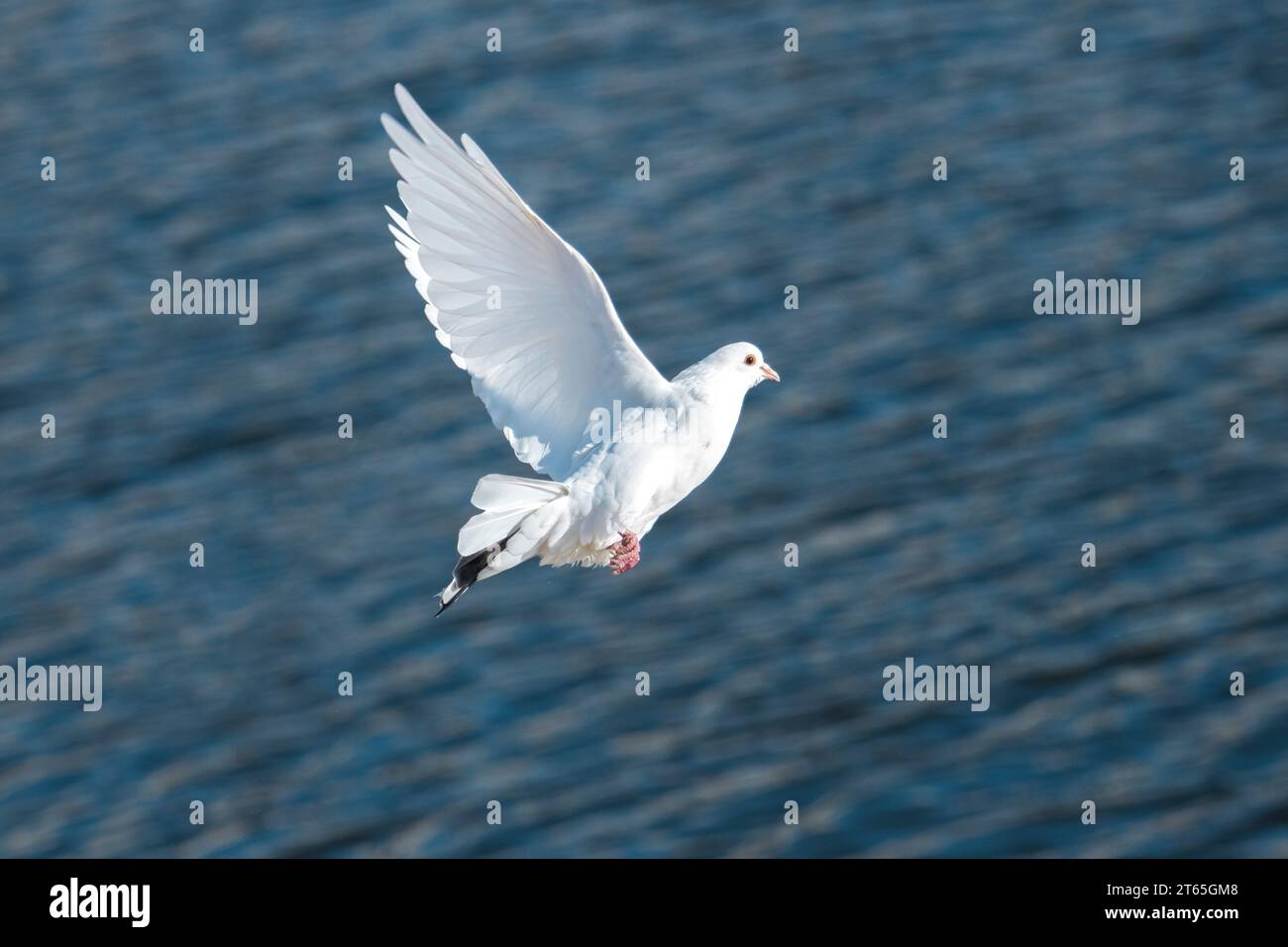 white dove flies over water Stock Photo - Alamy
