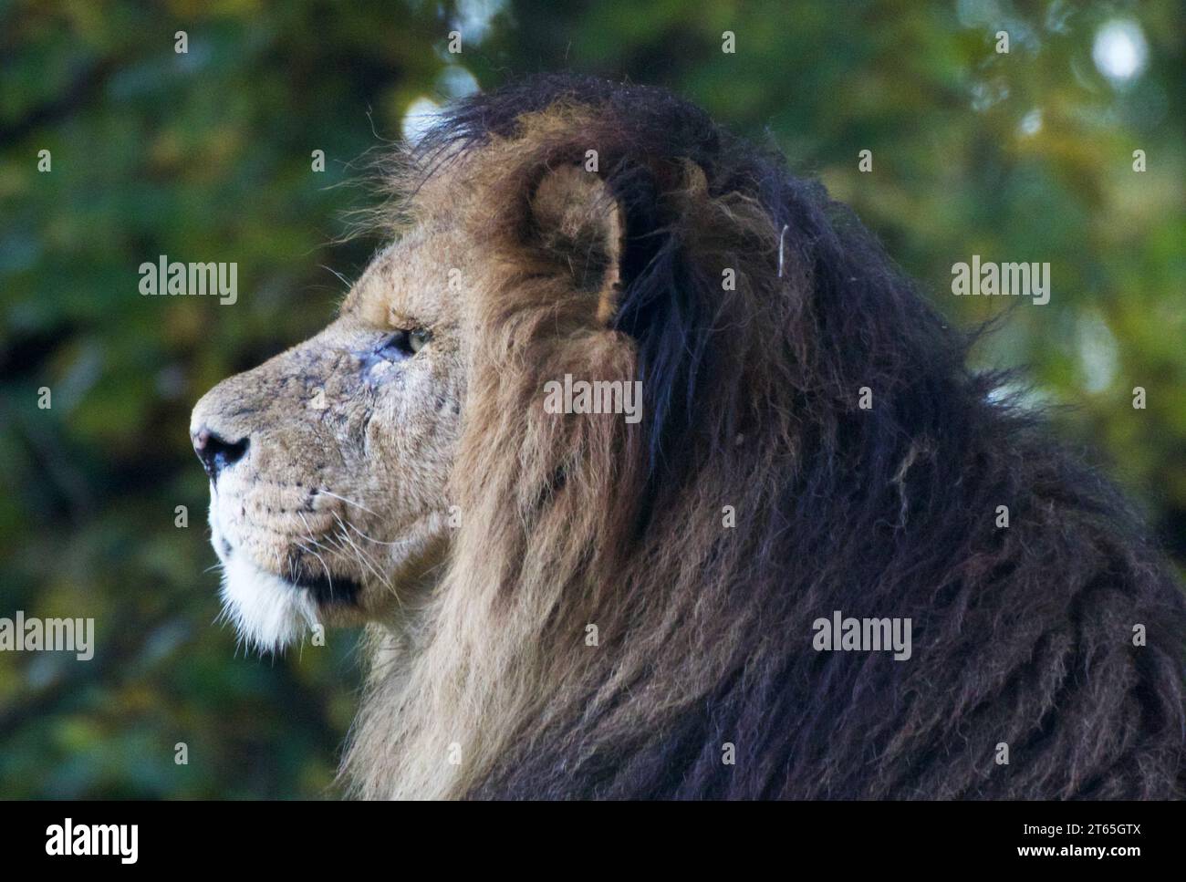 African Lion looking out at Knowsley Safari Park Stock Photo - Alamy