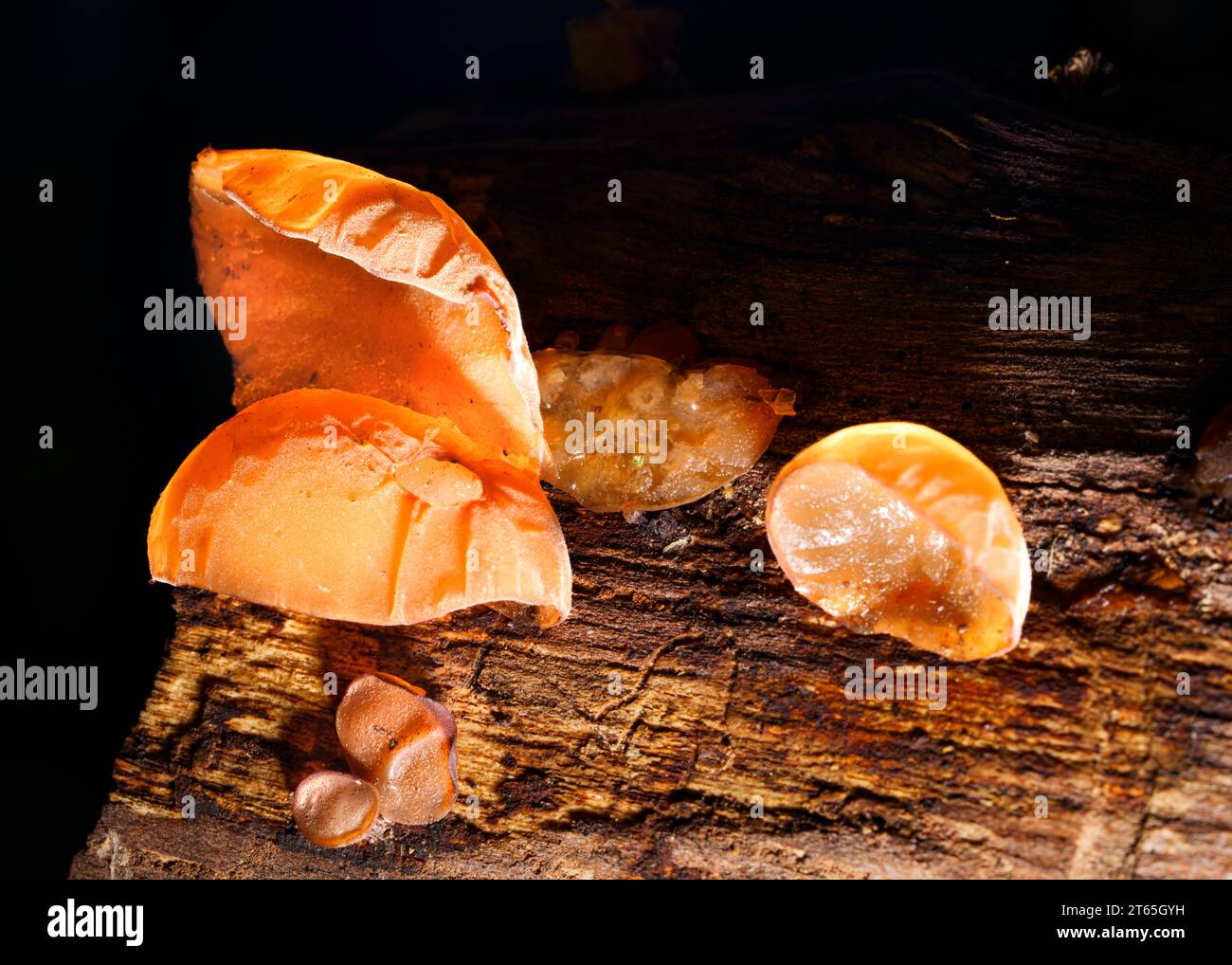 Small orange-brown mushrooms on rotting log in Benbrook, Texas showing ...