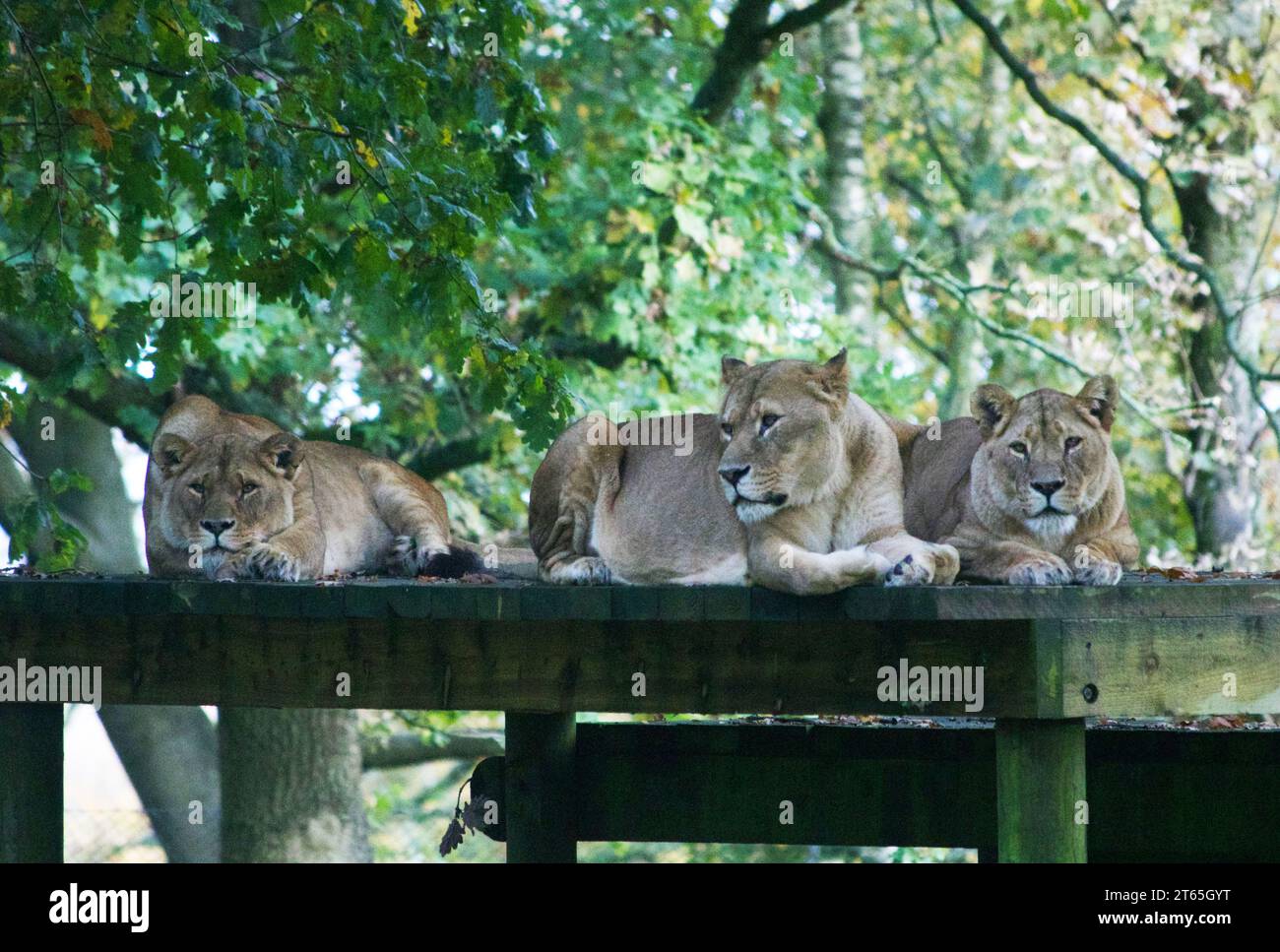 Three Lions looking out at Knowsley Safari Park Stock Photo - Alamy