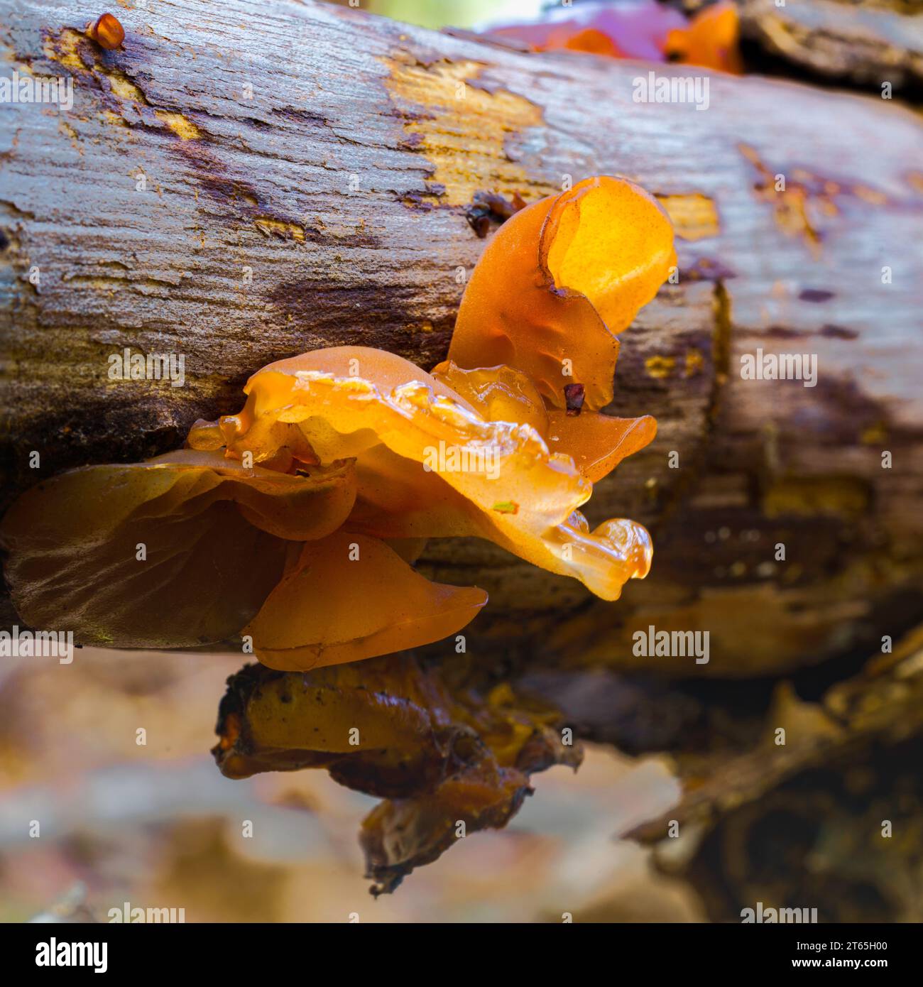 A gelatinous shelf of orange-brown gooey fungal matter emerging from a ...