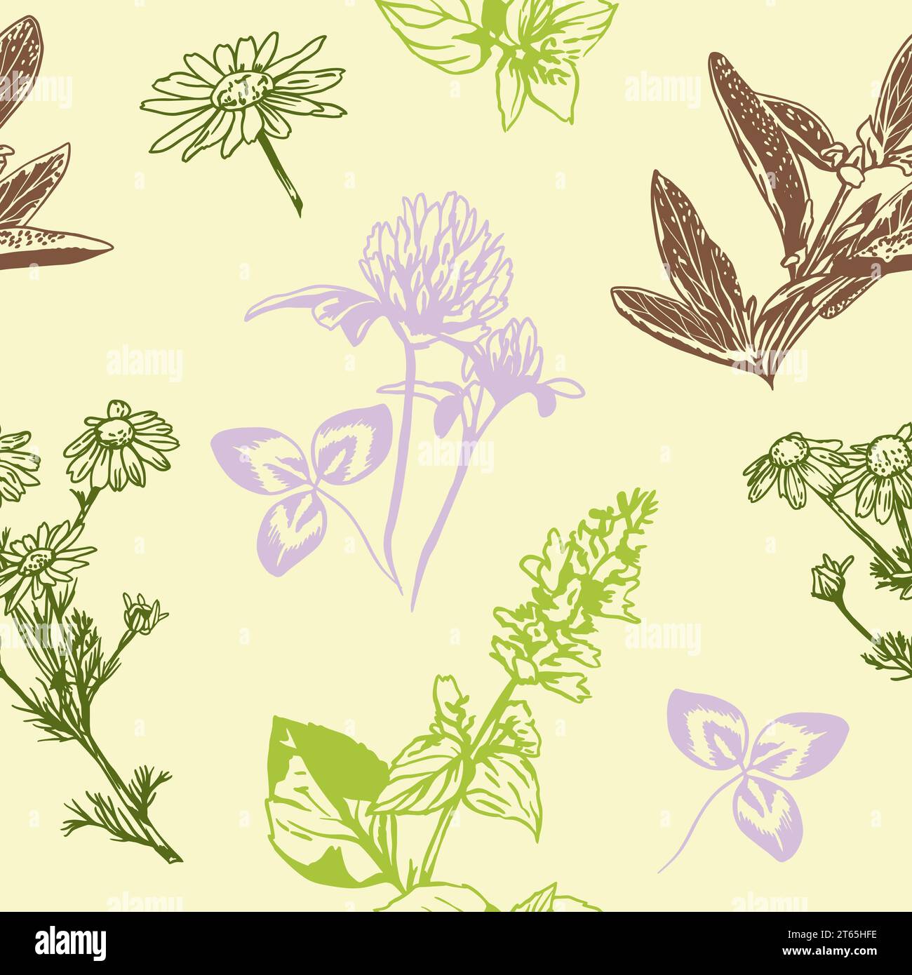 Medical chamomile in field Stock Vector Images - Alamy