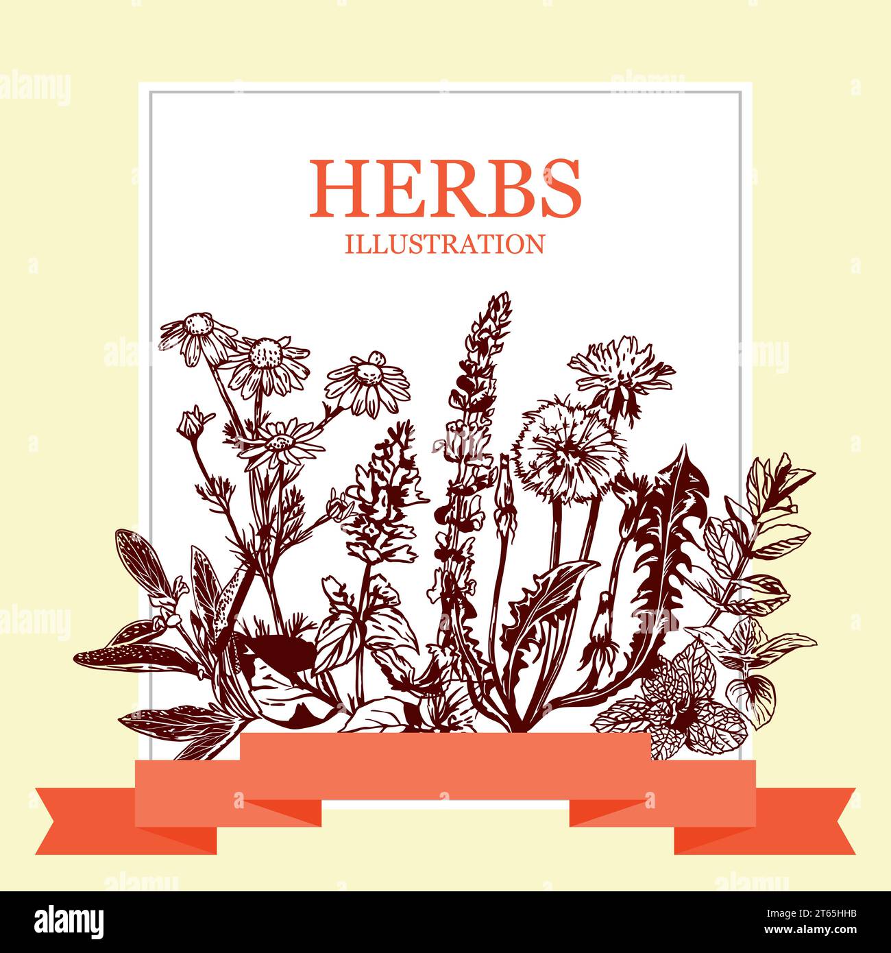 Clover, chamomile, sage, hand drawn. Herbs vector illustration. Design ...