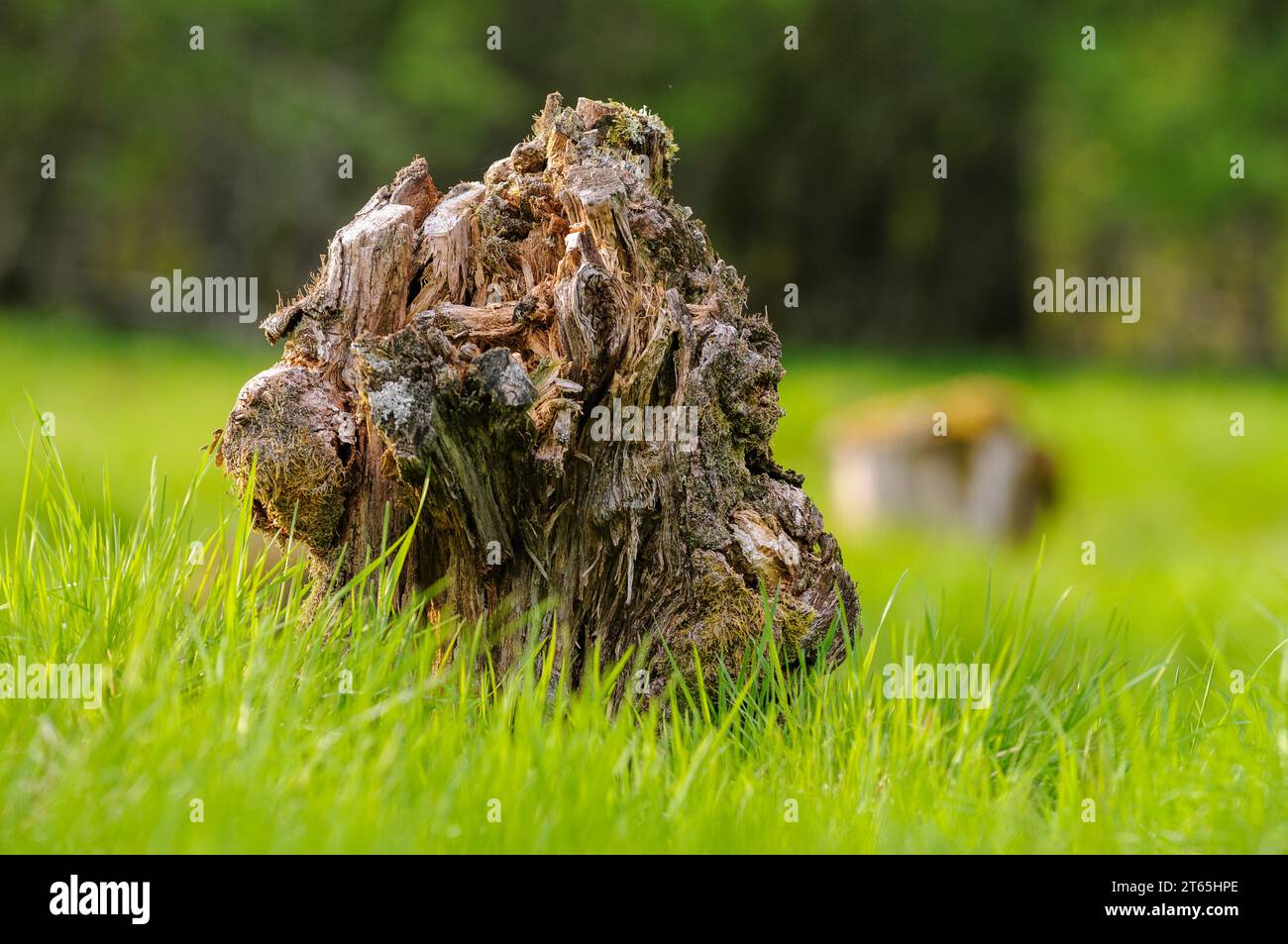 old crumbled tree stump in green grass Stock Photo - Alamy