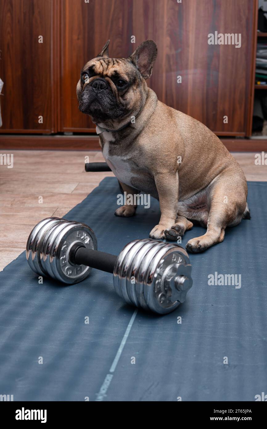 A French bulldog sits on an exercise mat next to a dumbbell. Concept ...