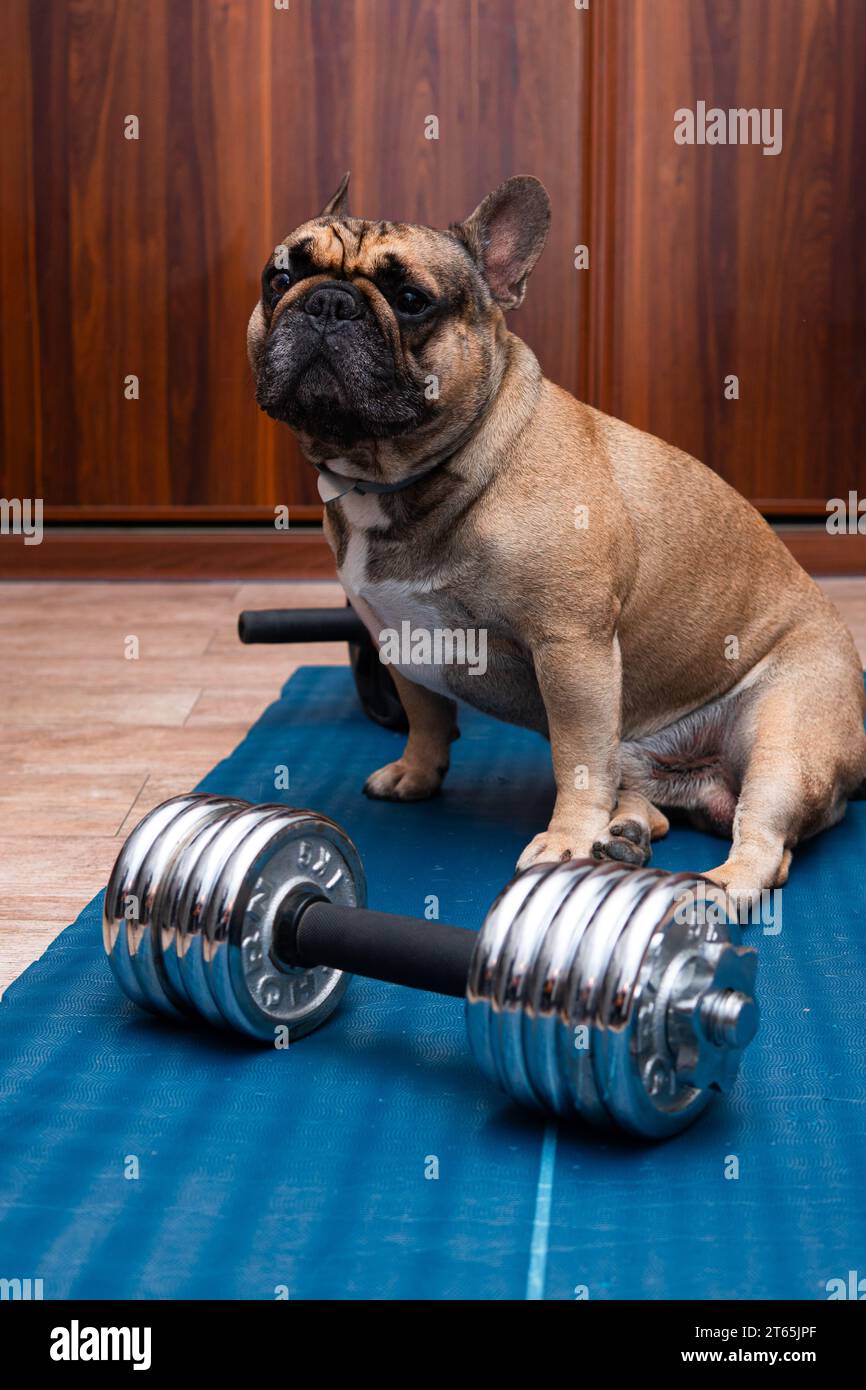 A French bulldog sits on an exercise mat next to a dumbbell. Concept ...
