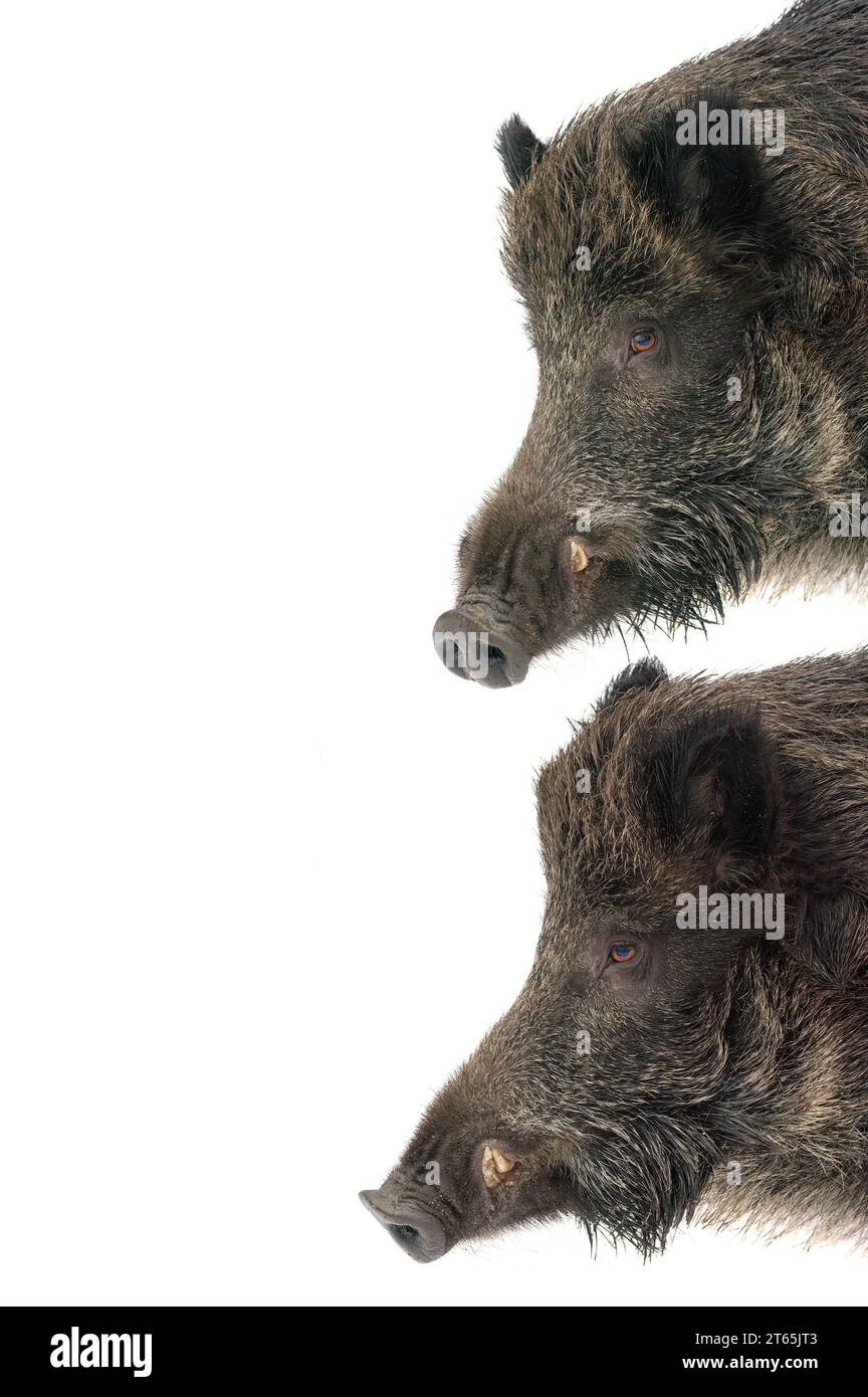 portraits of two wild boars isolated on white background Stock Photo ...