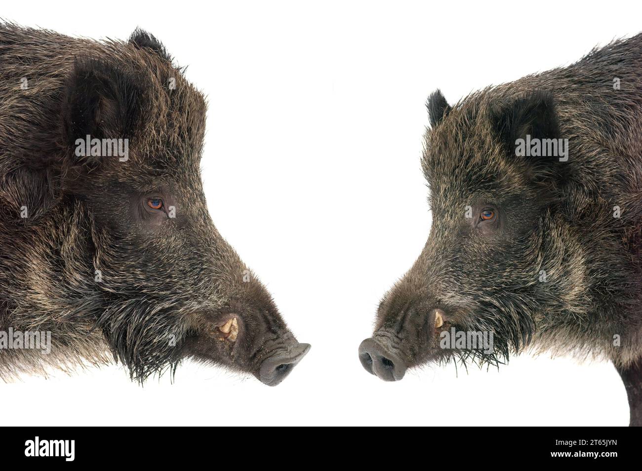 portraits of two wild boars isolated on white background Stock Photo ...