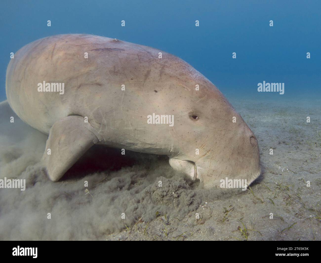 Dugong dugon feeding hi-res stock photography and images - Alamy