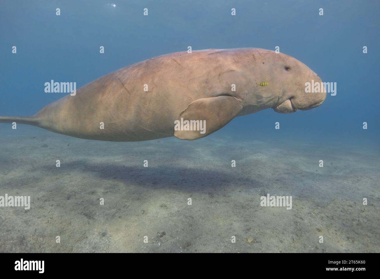 Dugong swimming underwater. Sea cow Stock Photo - Alamy