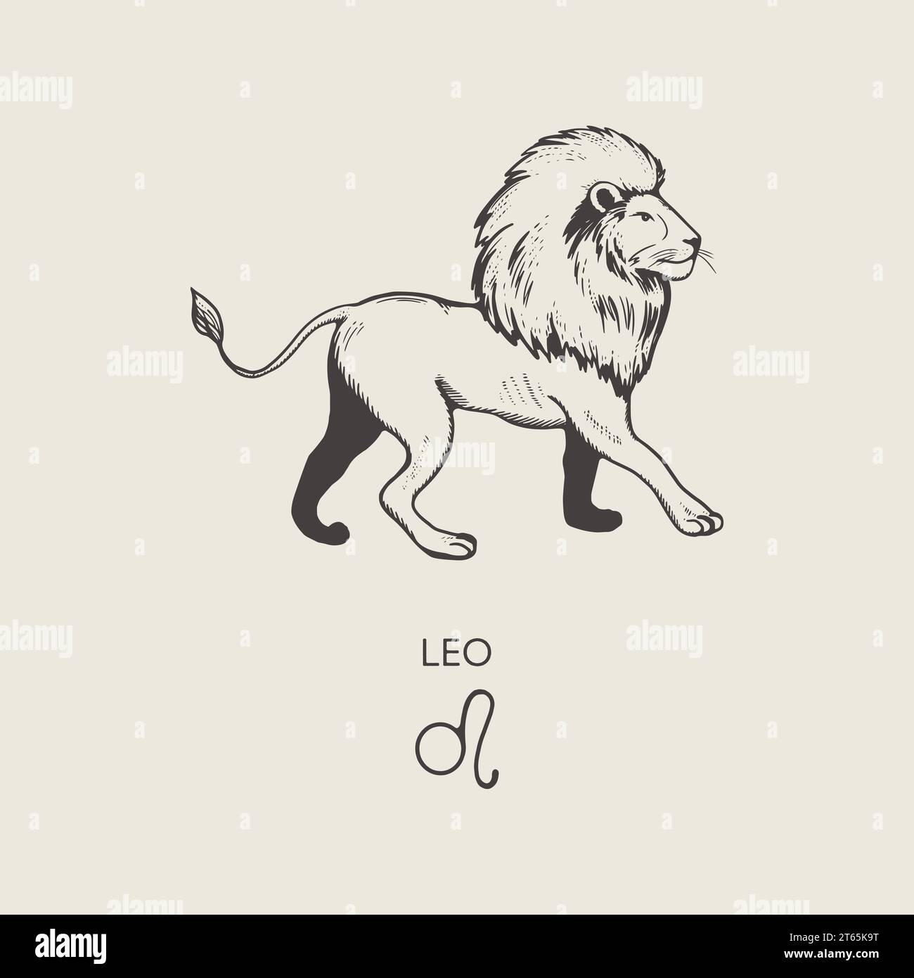 Leo Zodiac Symbol Hand Drawn Stock Vector Image And Art Alamy