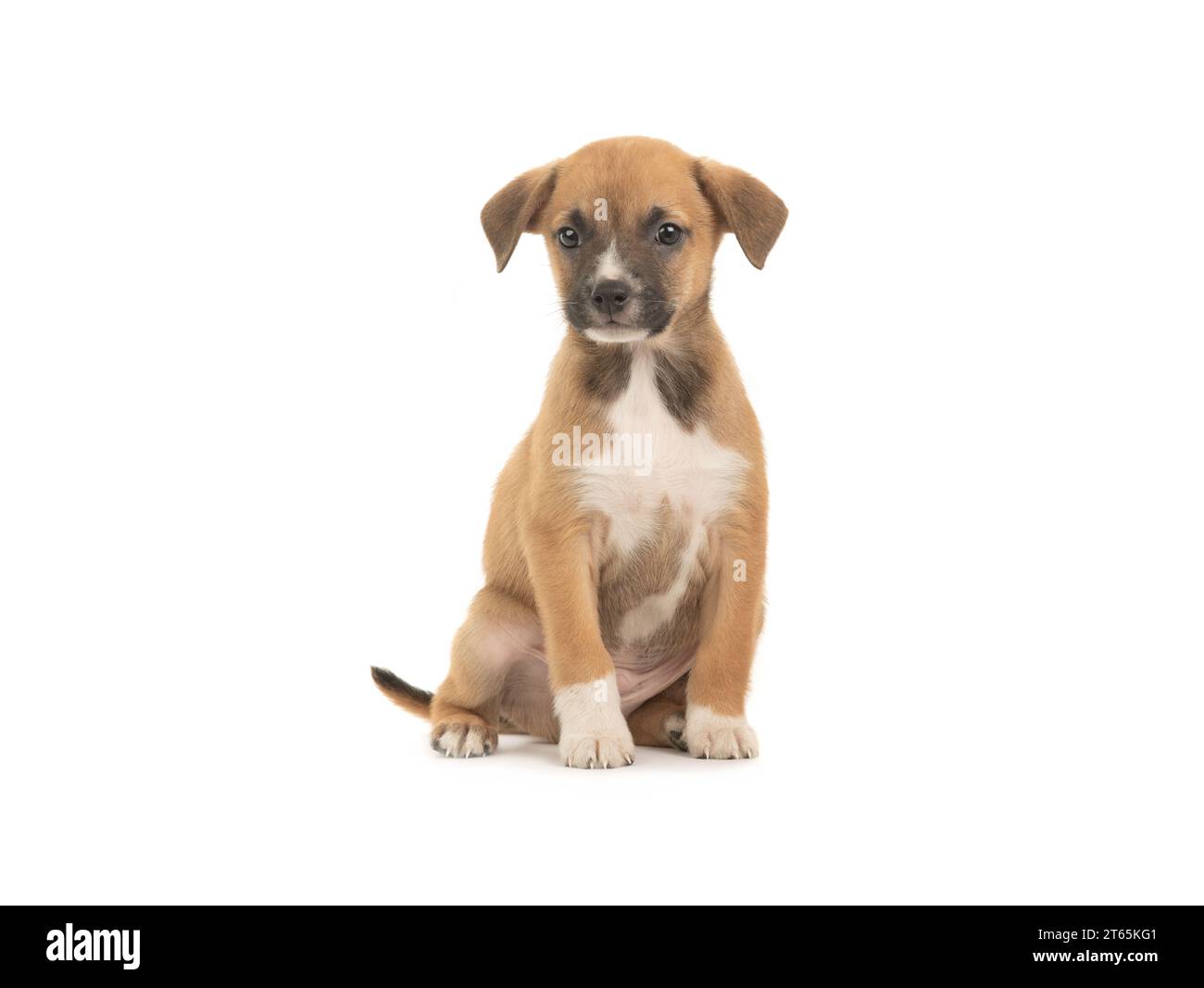 beautiful brown little puppy isolated on white background Stock Photo ...